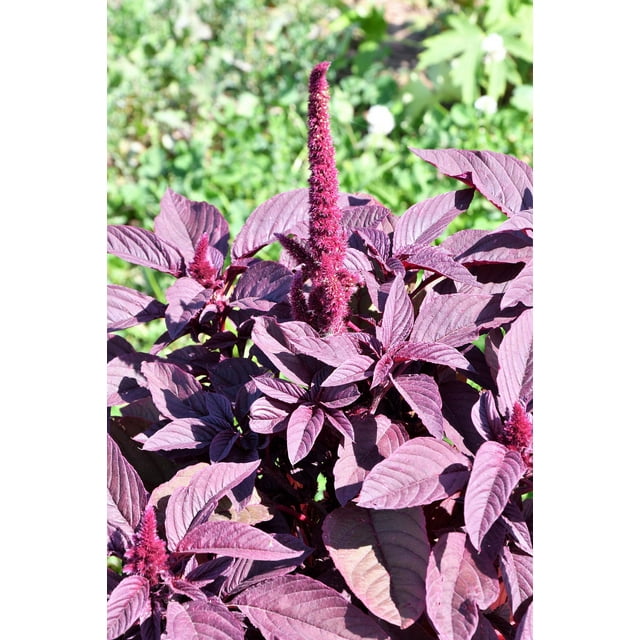500 MIDNIGHT RED AMARANTHUS Cruentus Amaranth Flower Leaf Vegetable ...