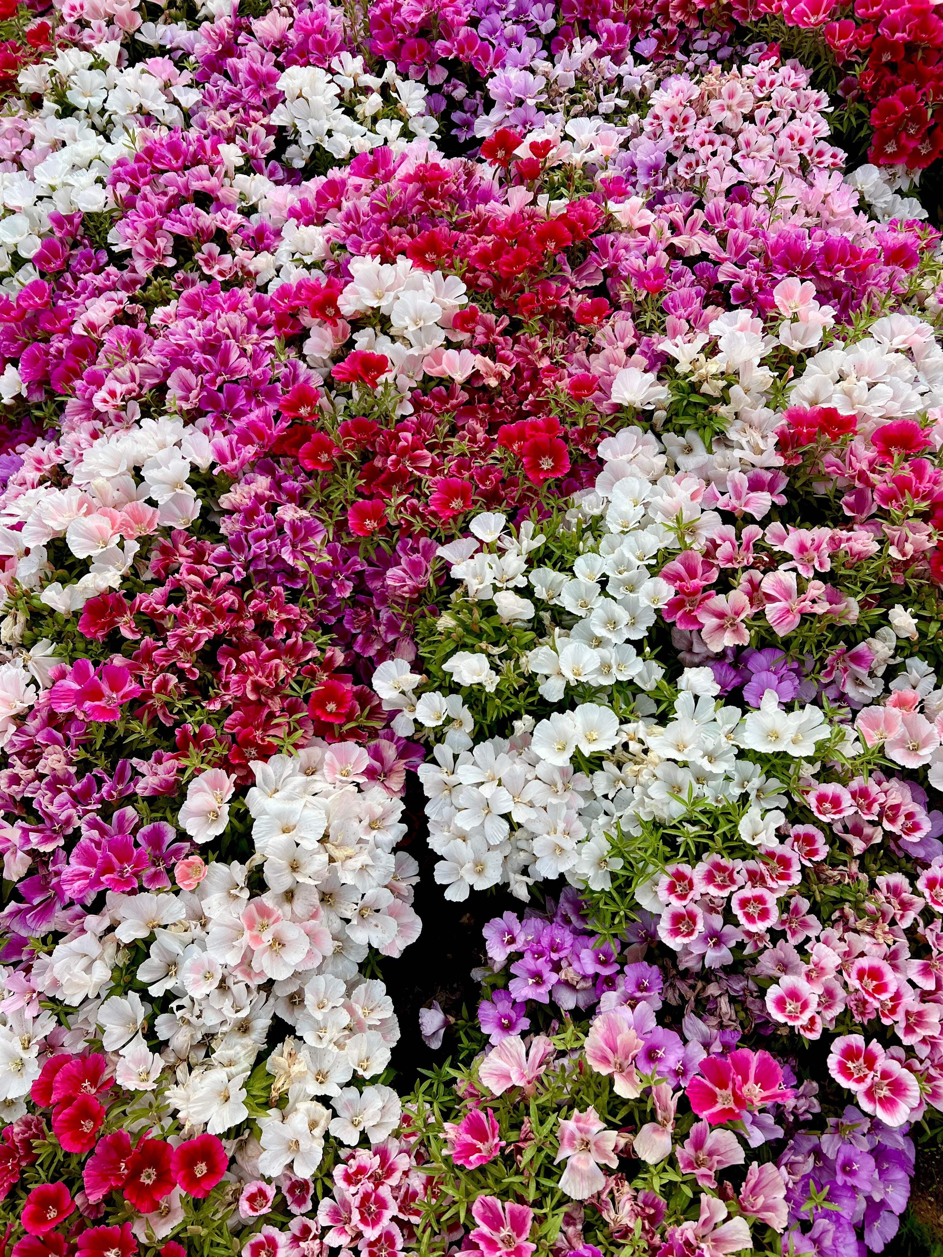 500 MIXED COLORS GODETIA Clarkia Amoena Flower Seeds - Walmart.com