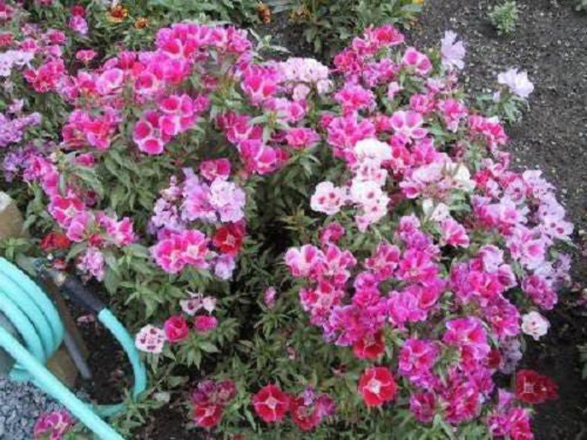 500 MIXED COLORS GODETIA Clarkia Amoena Flower Seeds - Walmart.com
