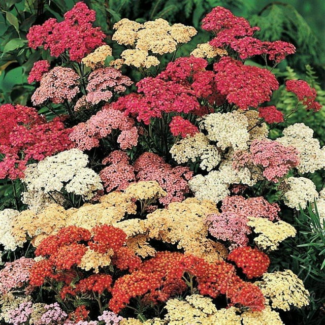 500 MIXED SUMMER YARROW Achillea Millefolium Red Pink White Gold Peach ...