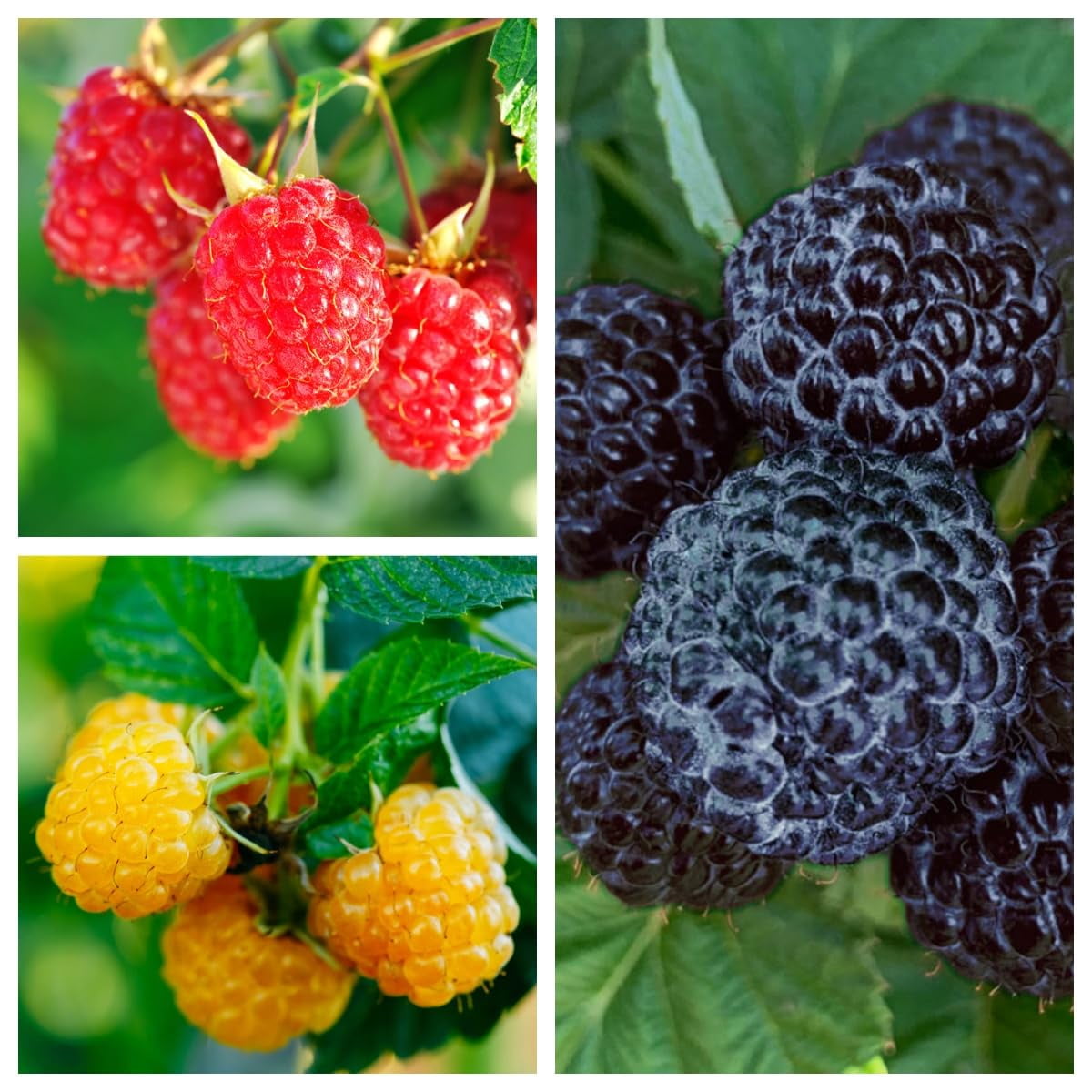 500+ Mix Raspberry Seeds for Planting Non-GMO Heirloom and Organic ...