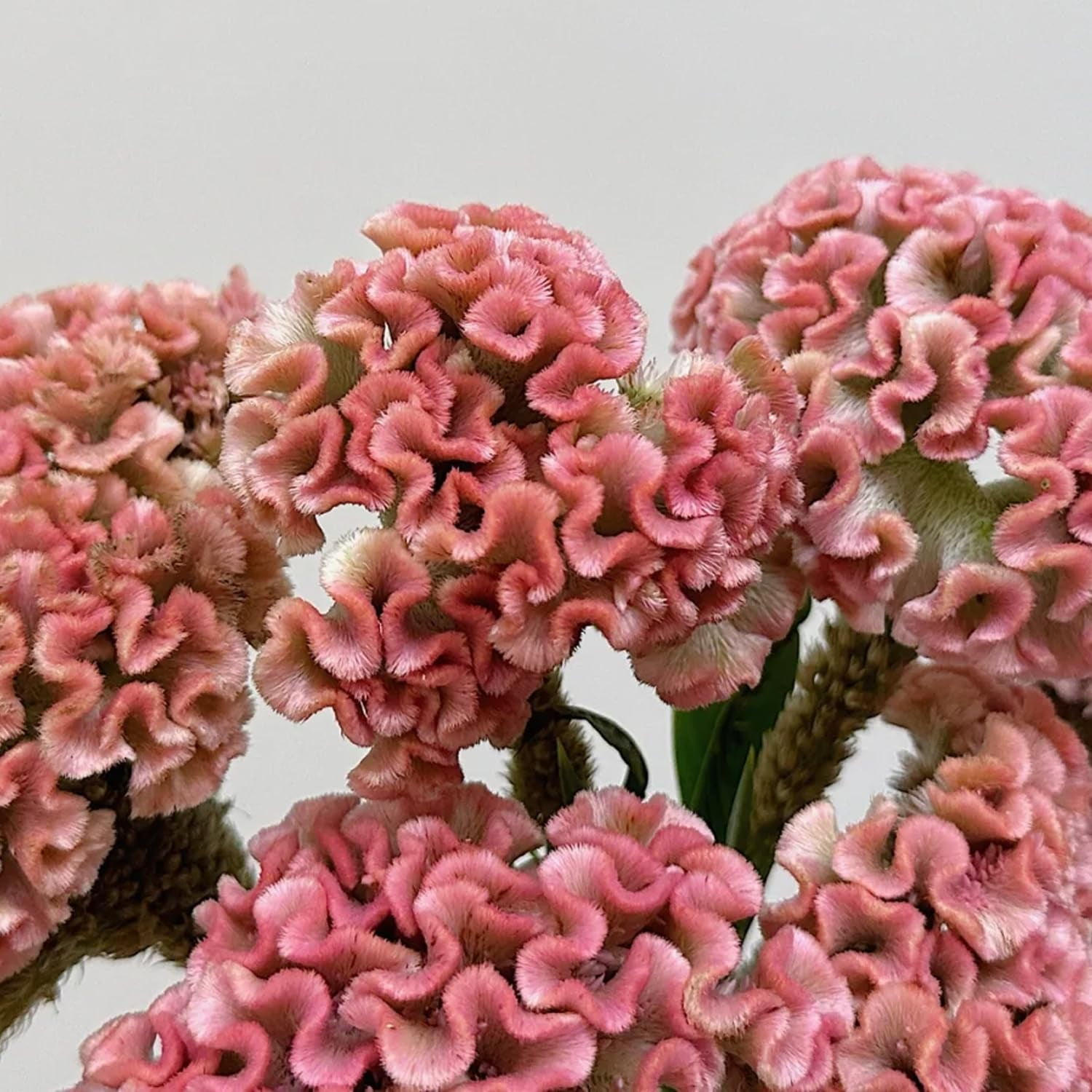 500 Mixed Colors AJH3 Rare Cockscomb Seeds for Planting, Dwarf Celosia ...