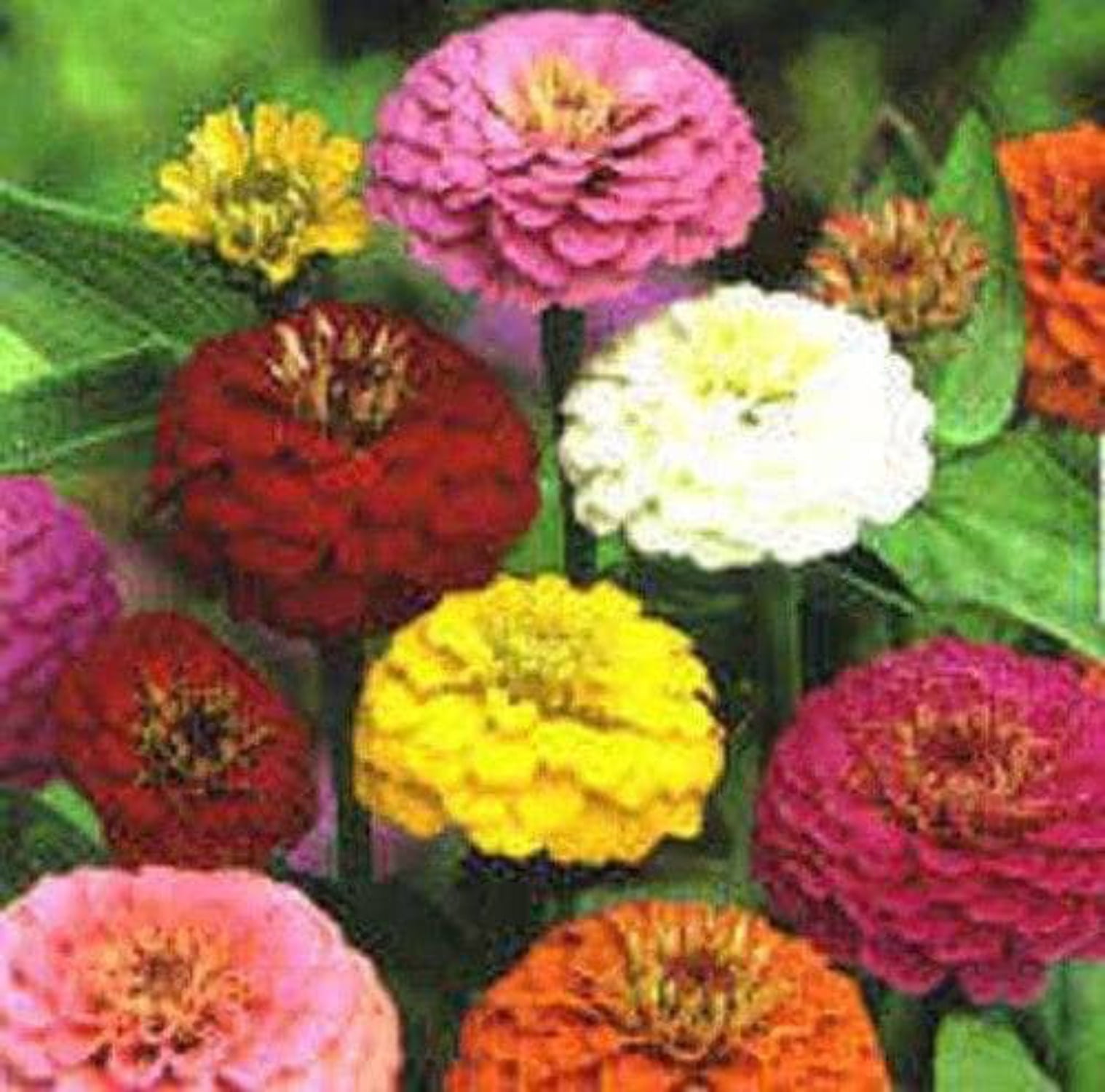 California Giant Zinnia Elegans Flower Seeds, 500 Mixed Colors for ...
