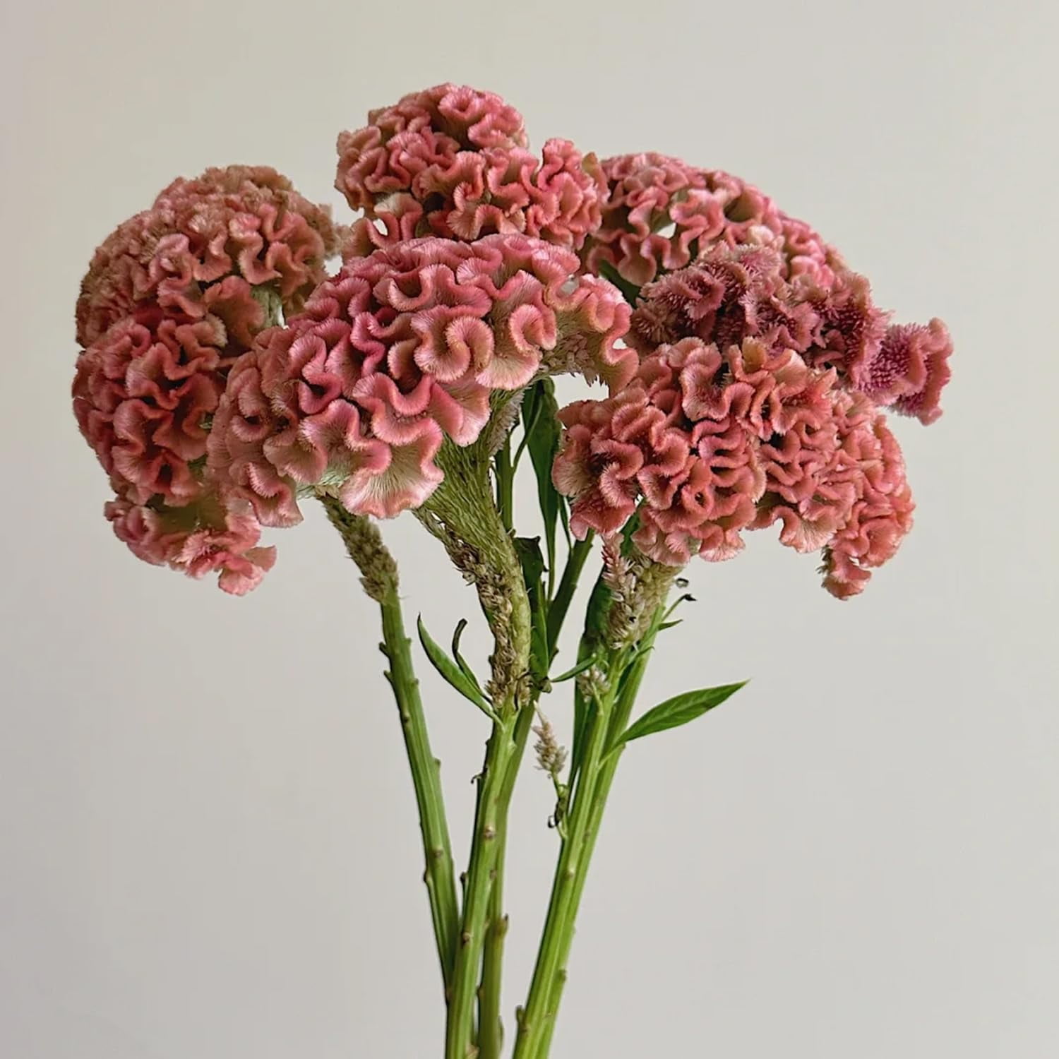 500 Mixed Colors TWE5 Rare Cockscomb Seeds for Planting, Dwarf Celosia ...