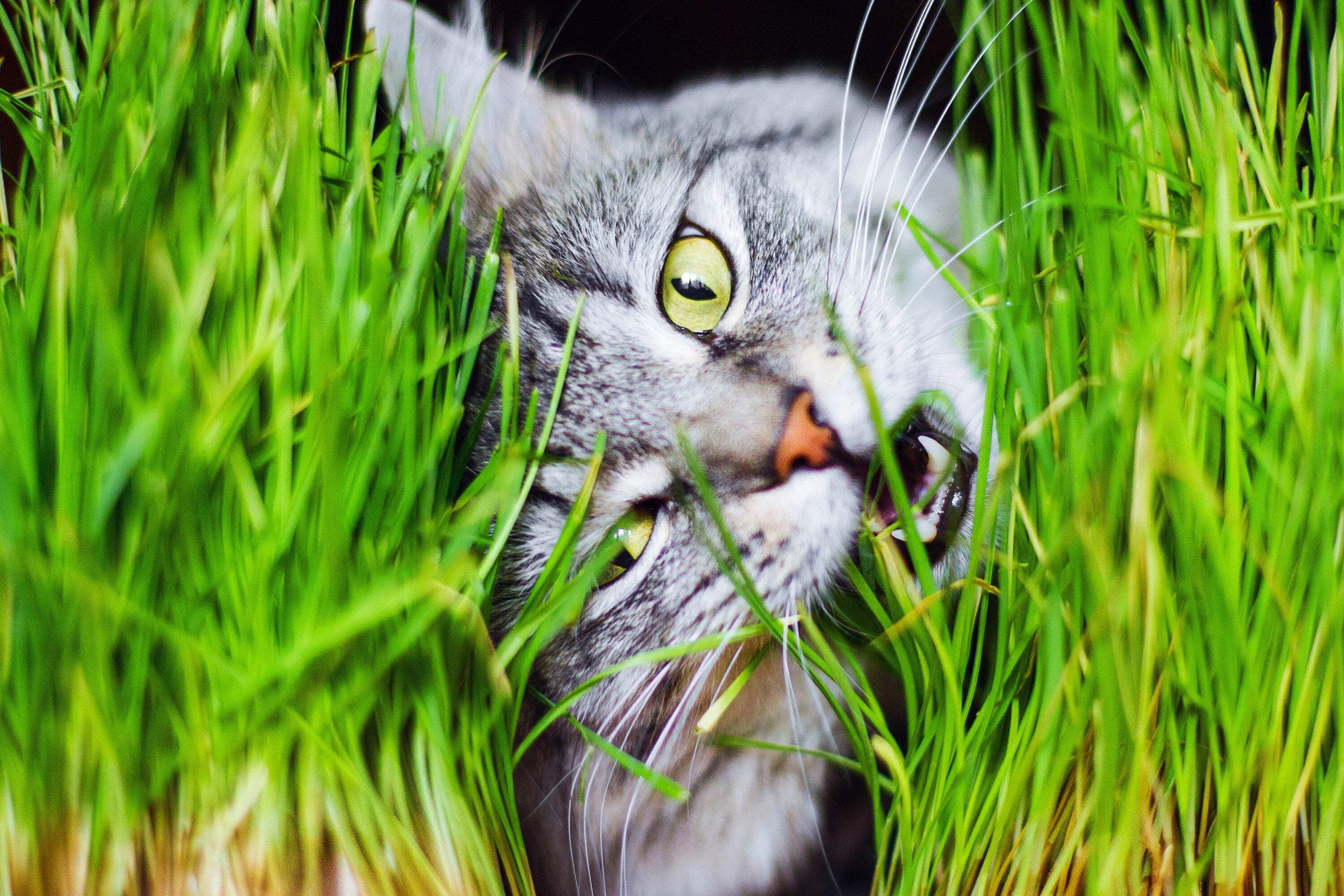 Seedville USA, 500 Organic Cat Grass Seeds, Wheatgrass for Cats ...