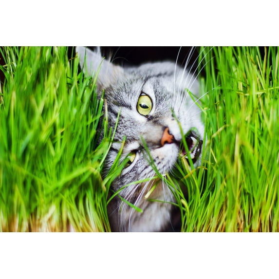 Seedville USA, 500 Organic Cat Grass Seeds, Wheatgrass for Cats ...