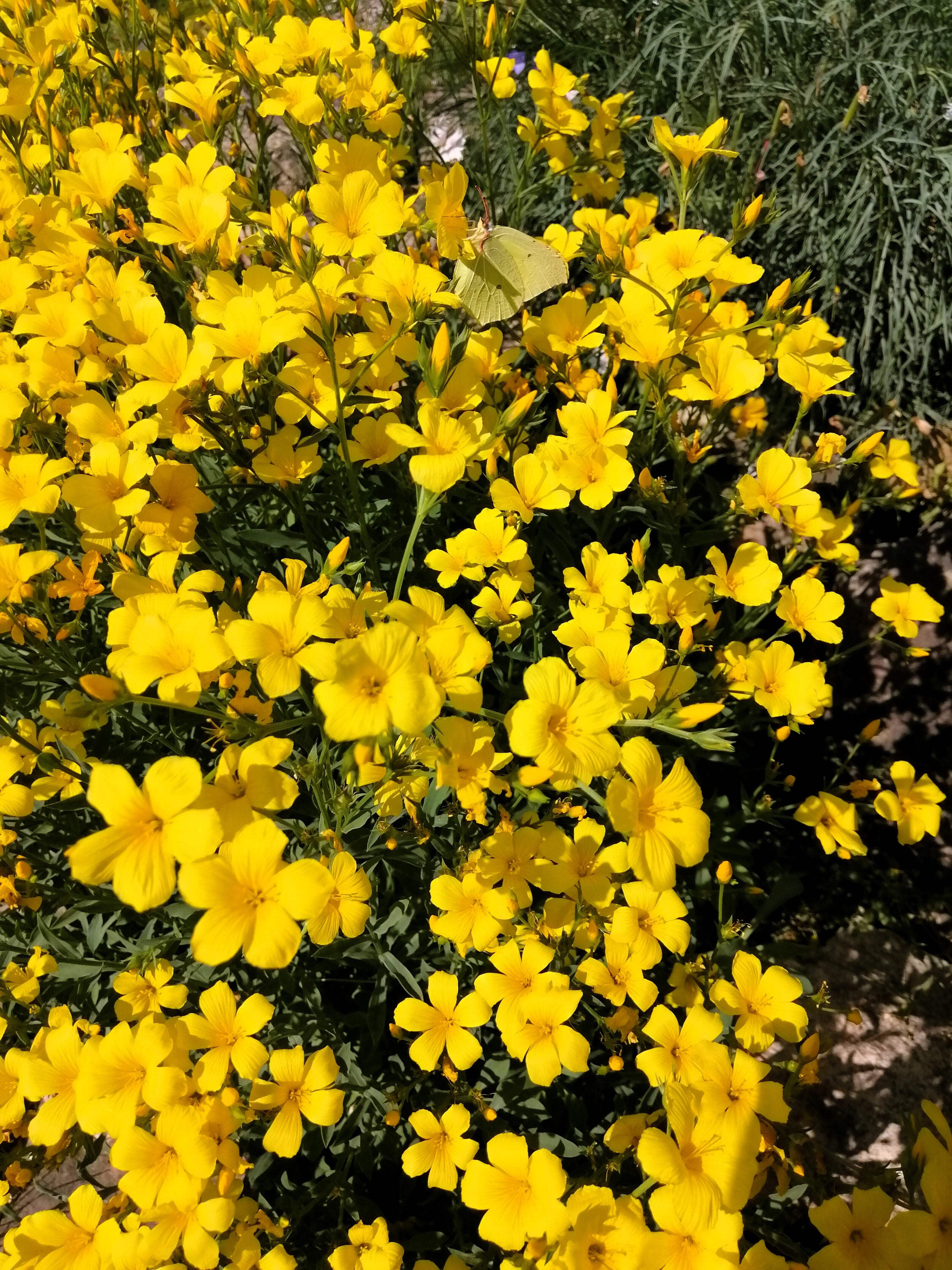 500 Organic GOLDEN FLAX Yellow Linseed Common Linum Flavum Flower Seeds ...