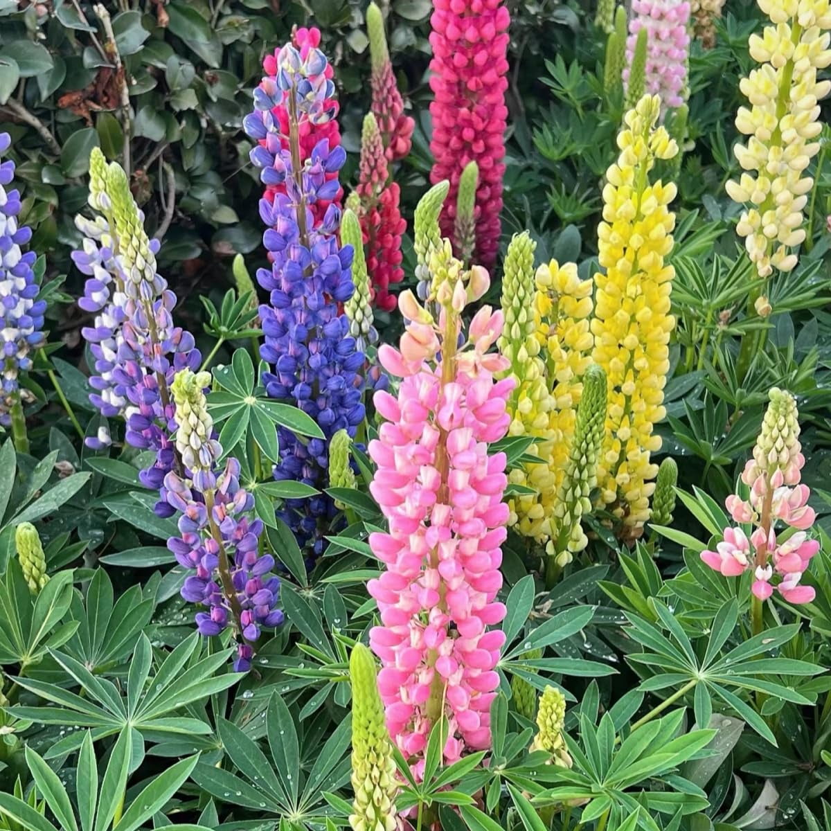 500+ PCS Russell Lupine Seeds Mix MVR1 Color Wildflower Perennial Giant ...