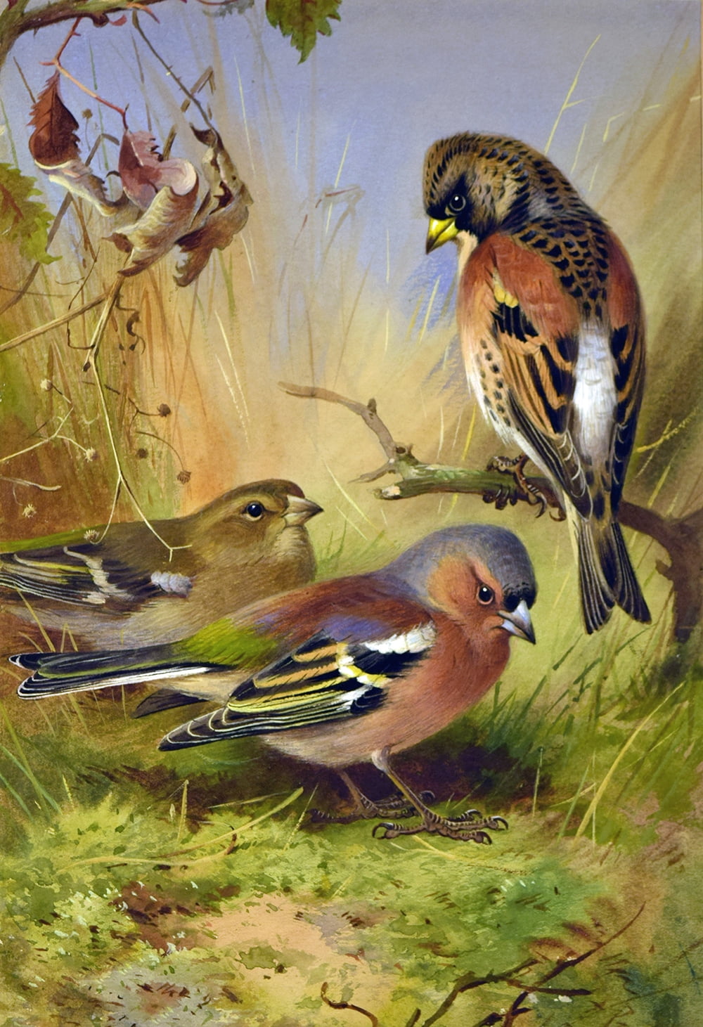 500 Piece Jigsaw Puzzle Fringilla Coelebs School Supplies Challenge ...