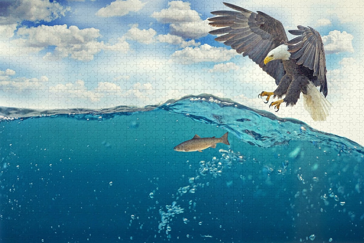 500 Piece Puzzle. Puzzles 500 Piece - White Tailed Eagle, Fish, Hunting ...