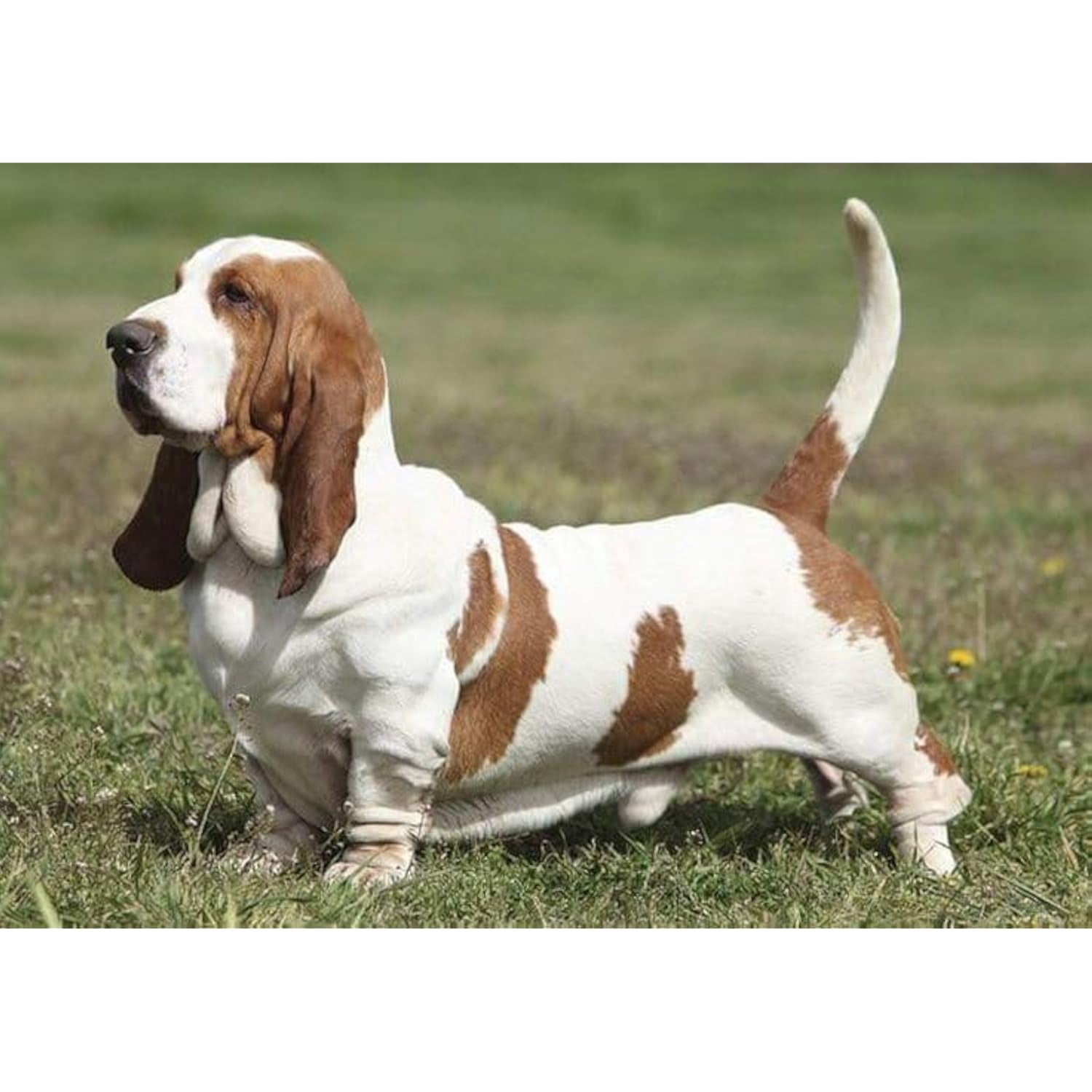 500 Pieces Jigsaw Puzzle for Adults and Kids Basset Hound Dog Gift Idea ...