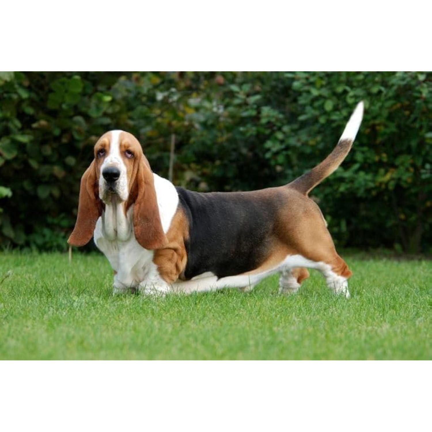 500 Pieces Jigsaw Puzzle for Adults and Kids Basset Hound Dog Gift Idea ...