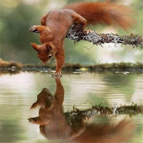 500 Pieces Jigsaw Puzzle for Adults and Teens Squirrel and Reflection ...