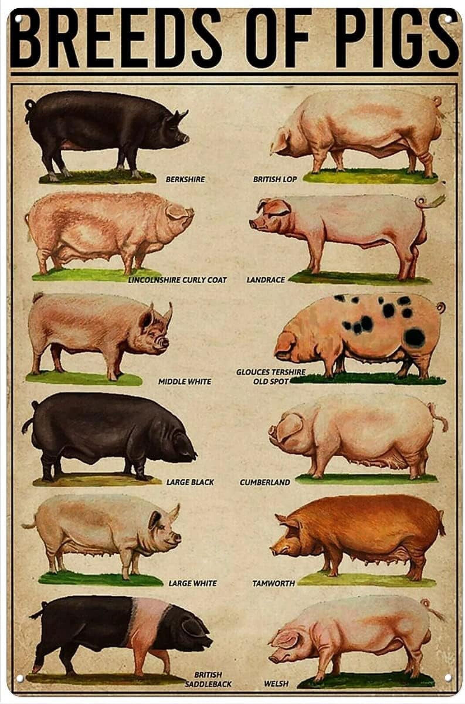 500 Pieces Jigsaw Puzzles Breeds of Pigs Vintage 15 * 20 in - Walmart.com
