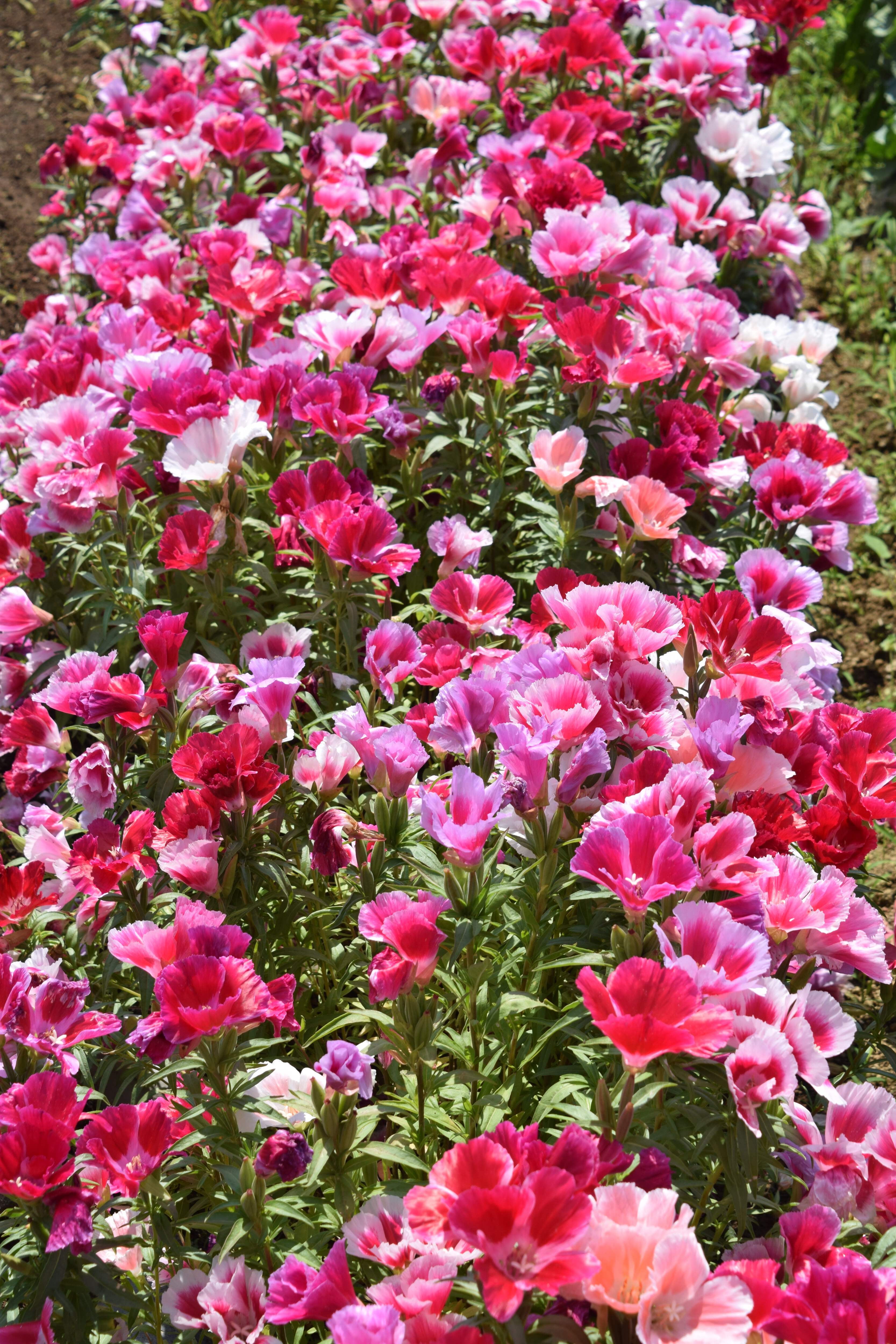 500 Pink FAREWELL TO SPRING Clarkia Elegans Godetia Flower Seeds ...