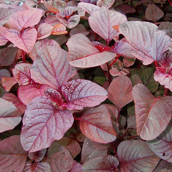 500 RED GARNET AMARANTH Amaranthus Tricolor Vegetable Flower Seeds ...