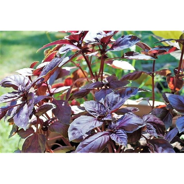 500 RED RUBIN BASIL Ocimum Basilicum Purpurascens Spicy Herb White ...