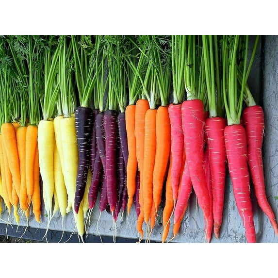 500+ Rainbow Carrot Seeds to Grow - Colorful Blend of Exotic Colored ...