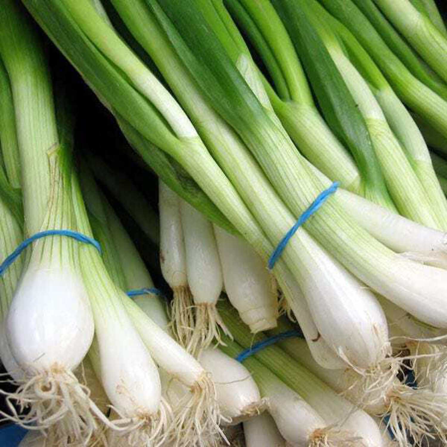 500 *Seeds SOUTHPORT White Globe BUNCHING ONION Allium Cepa Vegetable ...