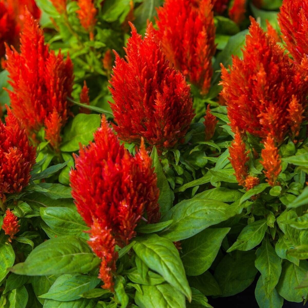 500+ Scarlet Plume Celosia Flower Seeds | Non-GMO Garden Seeds ...