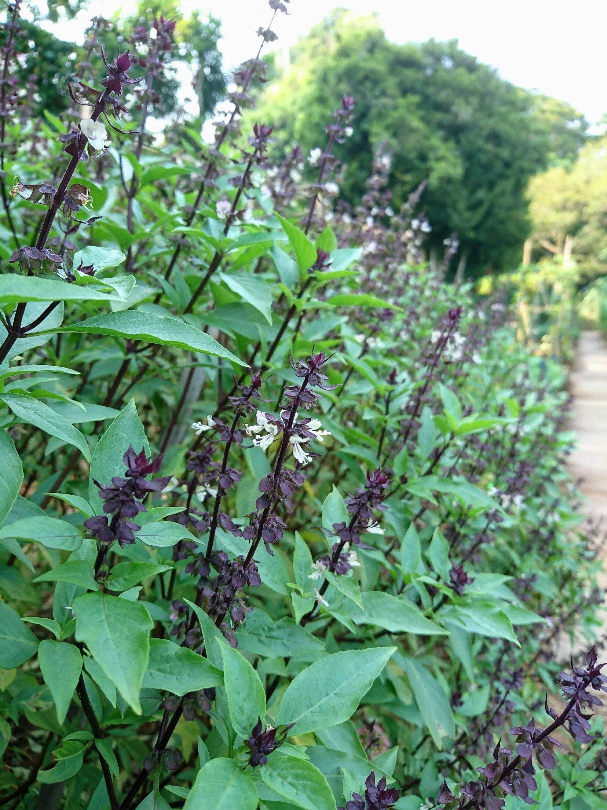 500 Seeds ANISE PERSIAN BASIL Ocimum Basilicum Herb Flower Seeds ...
