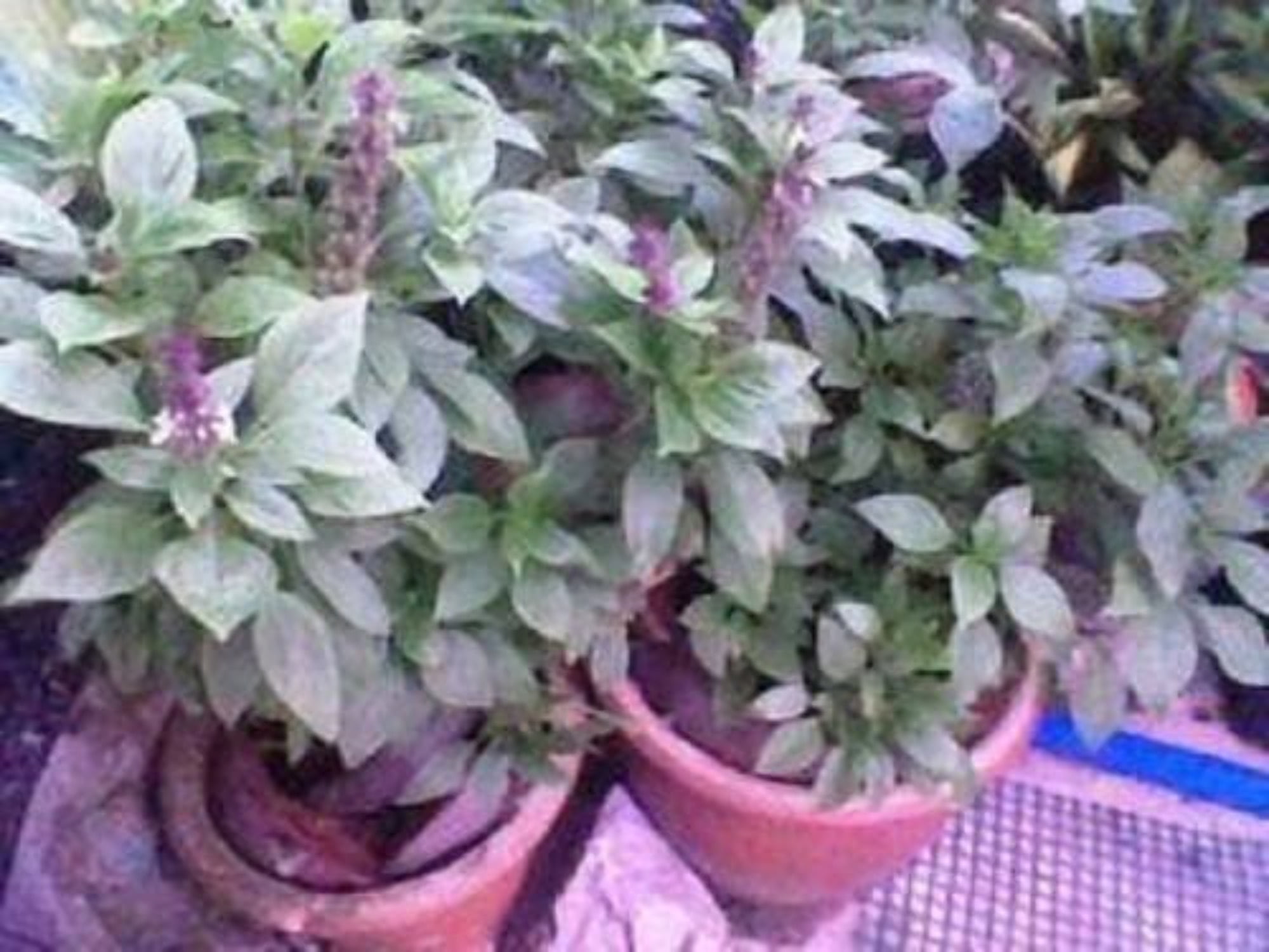 500 Seeds ANISE PERSIAN BASIL Ocimum Basilicum Herb Flower Seeds ...