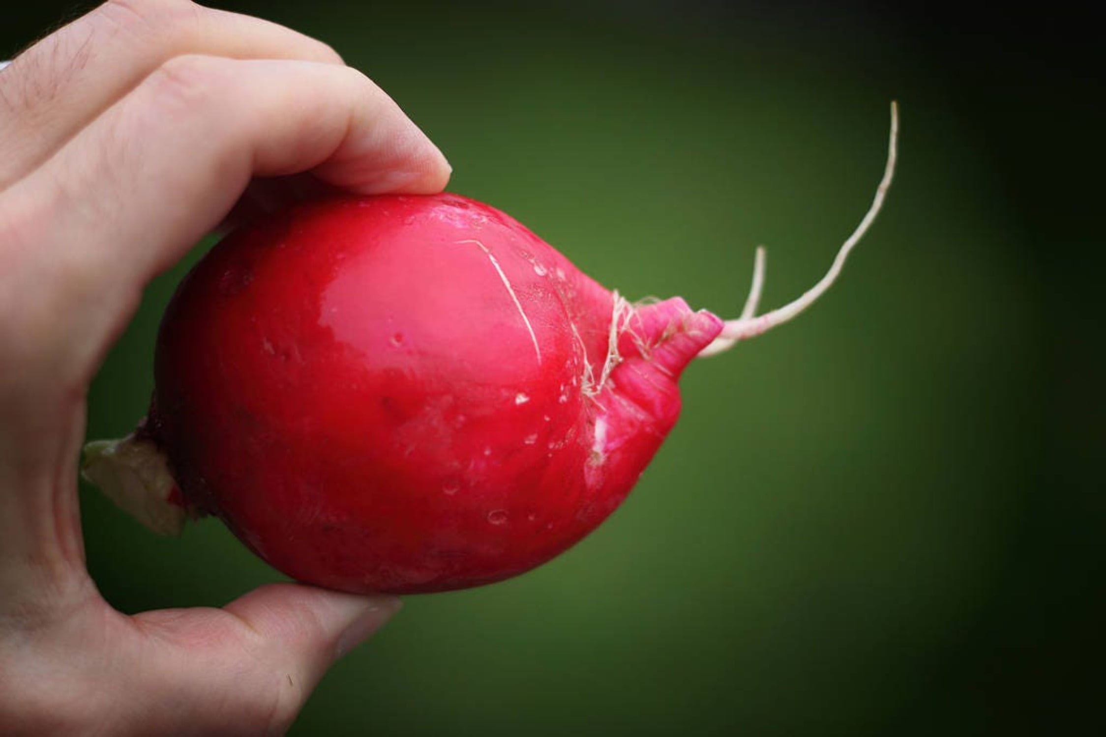 500 Seeds CHAMPION RADISH Sweet Scarlet Red Raphanus Sativus Root ...