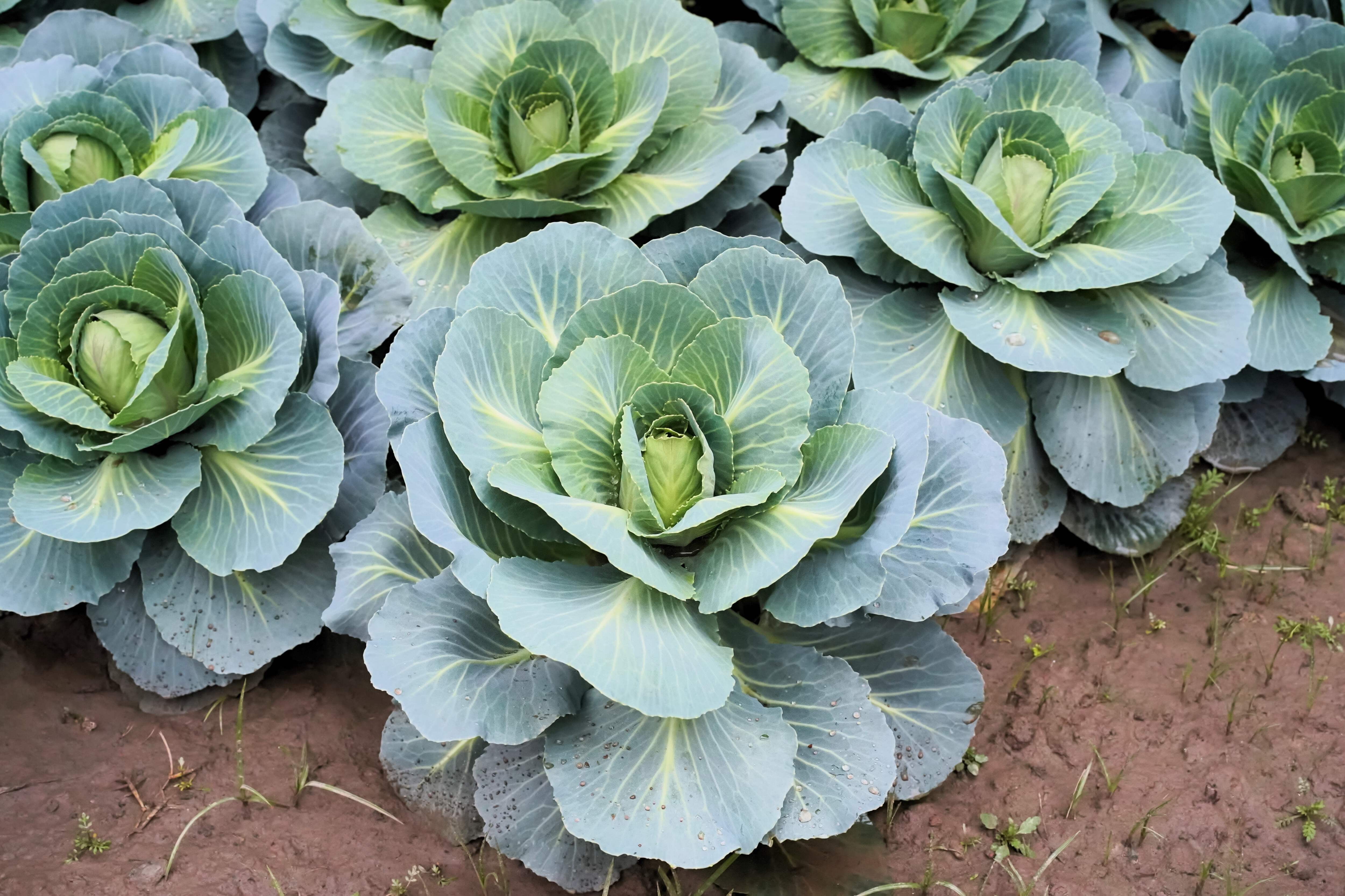 500 Seeds DANISH BALLHEAD CABBAGE Brassica Oleracea Capitata Vegetable ...