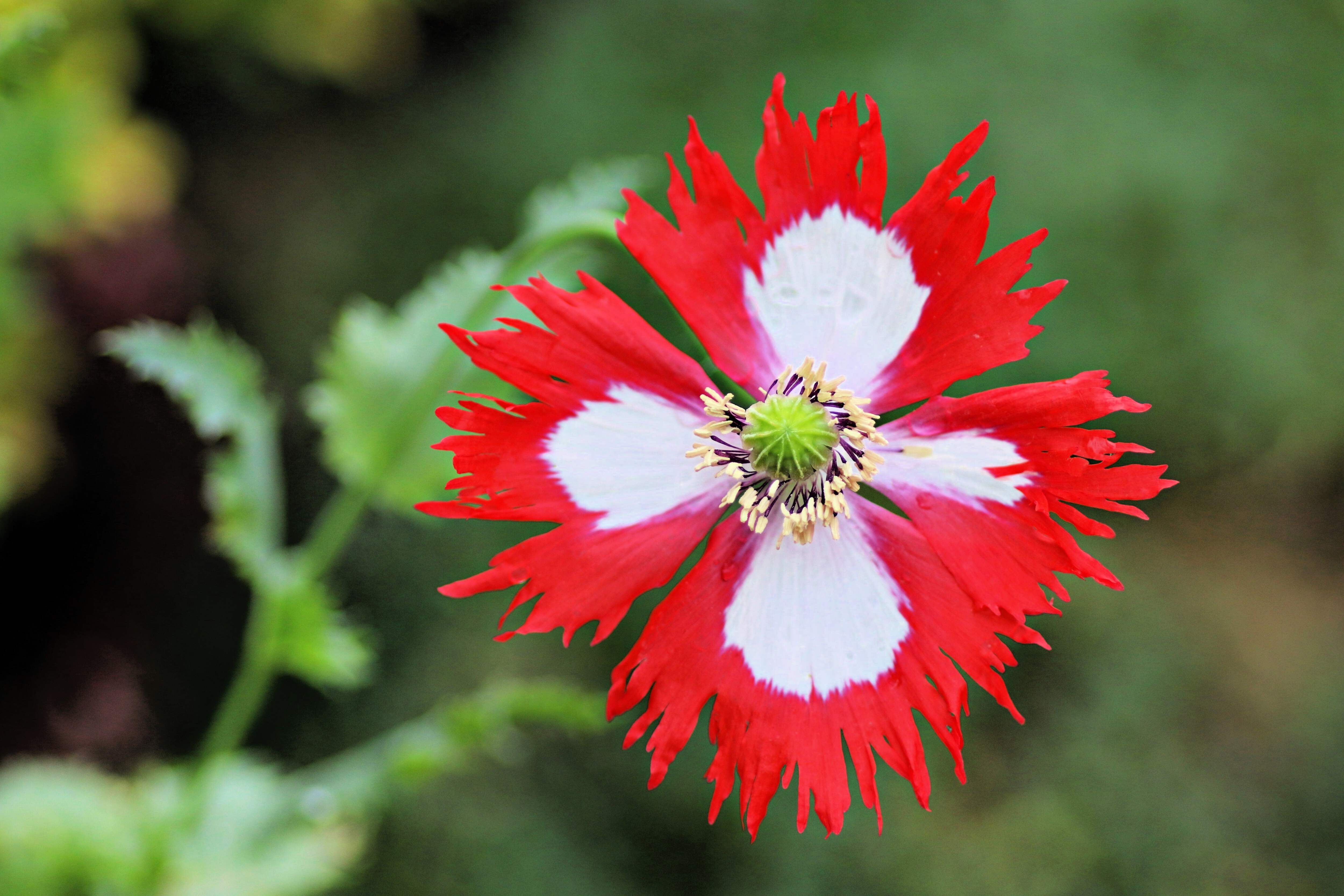 500 Seeds DANISH FLAG POPPY Red & White Queens Poppy Papaver Somniferum ...