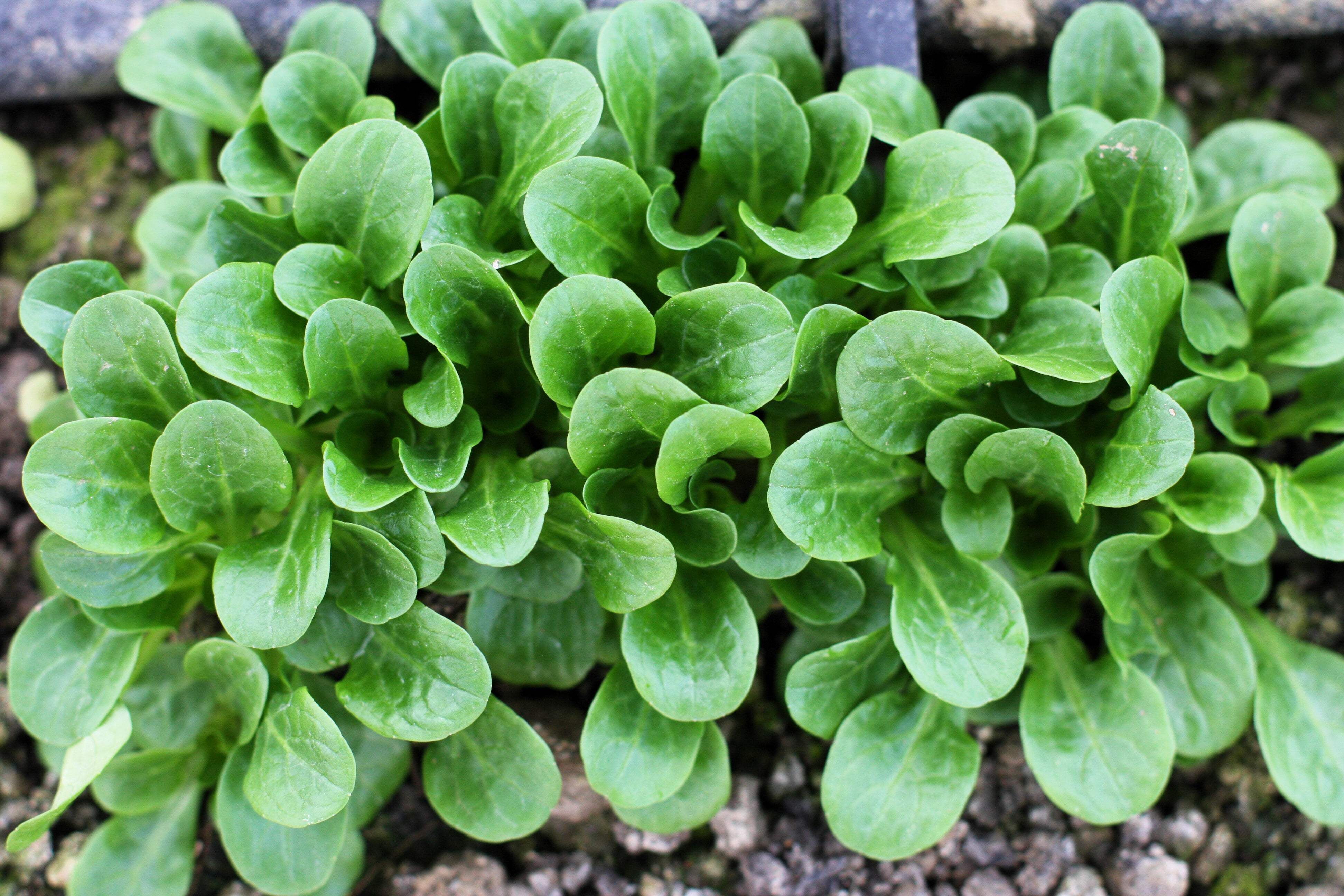 500 Seeds Dutch CORN SALAD Lambs Lettuce Valerianella Locusta Herb ...