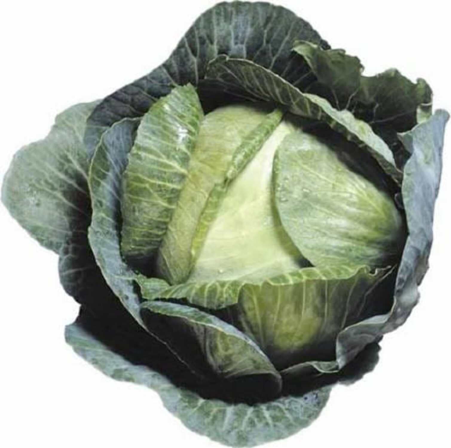 500 Seeds Early JERSEY WAKEFIELD CABBAGE Brassica Oleracea Capitata ...