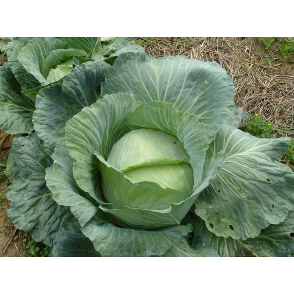 500 Seeds FLAT DUTCH Late CABBAGE Brassica Oleracea Capitata Vegetable ...