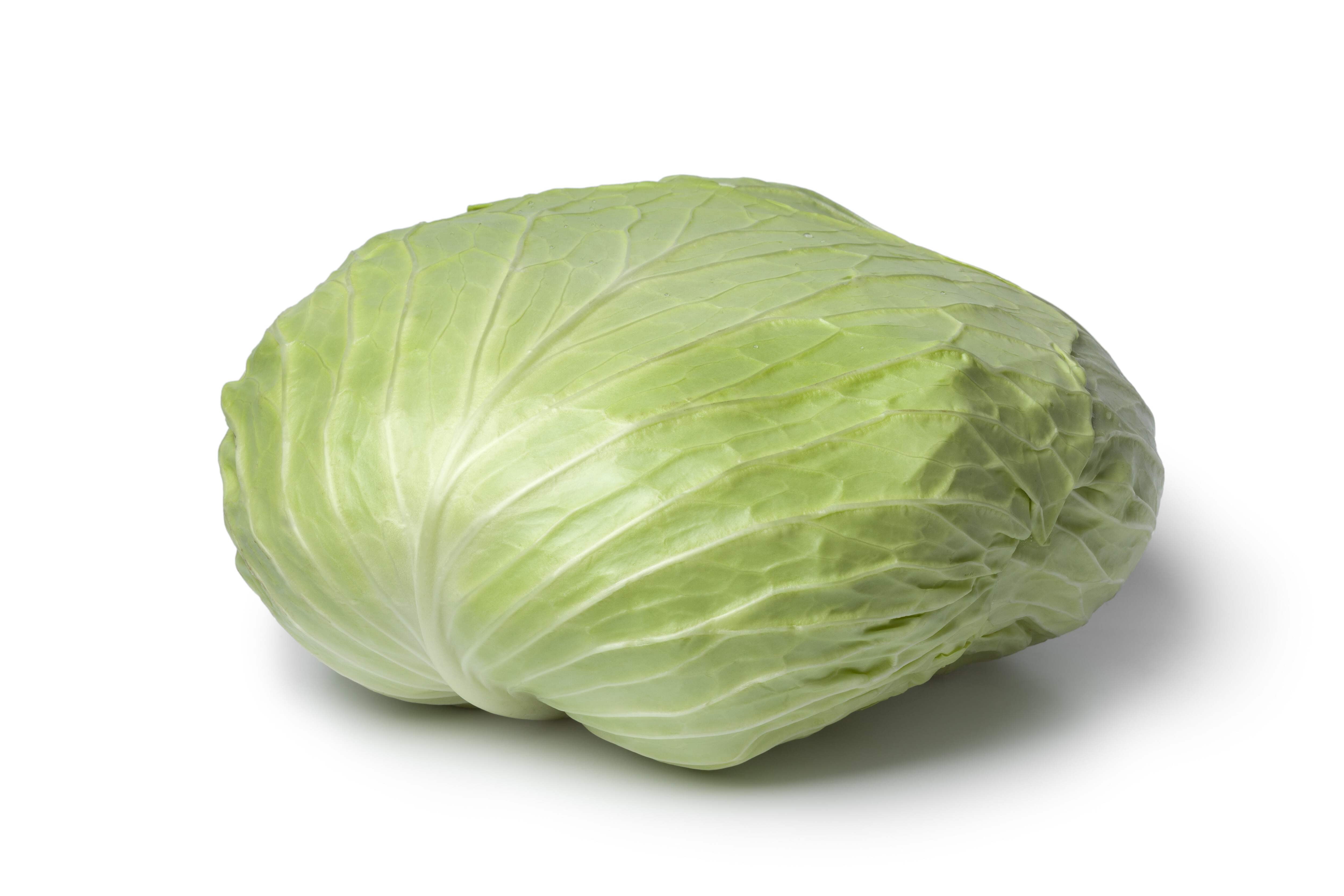 500 Seeds FLAT DUTCH Late CABBAGE Brassica Oleracea Capitata Vegetable ...