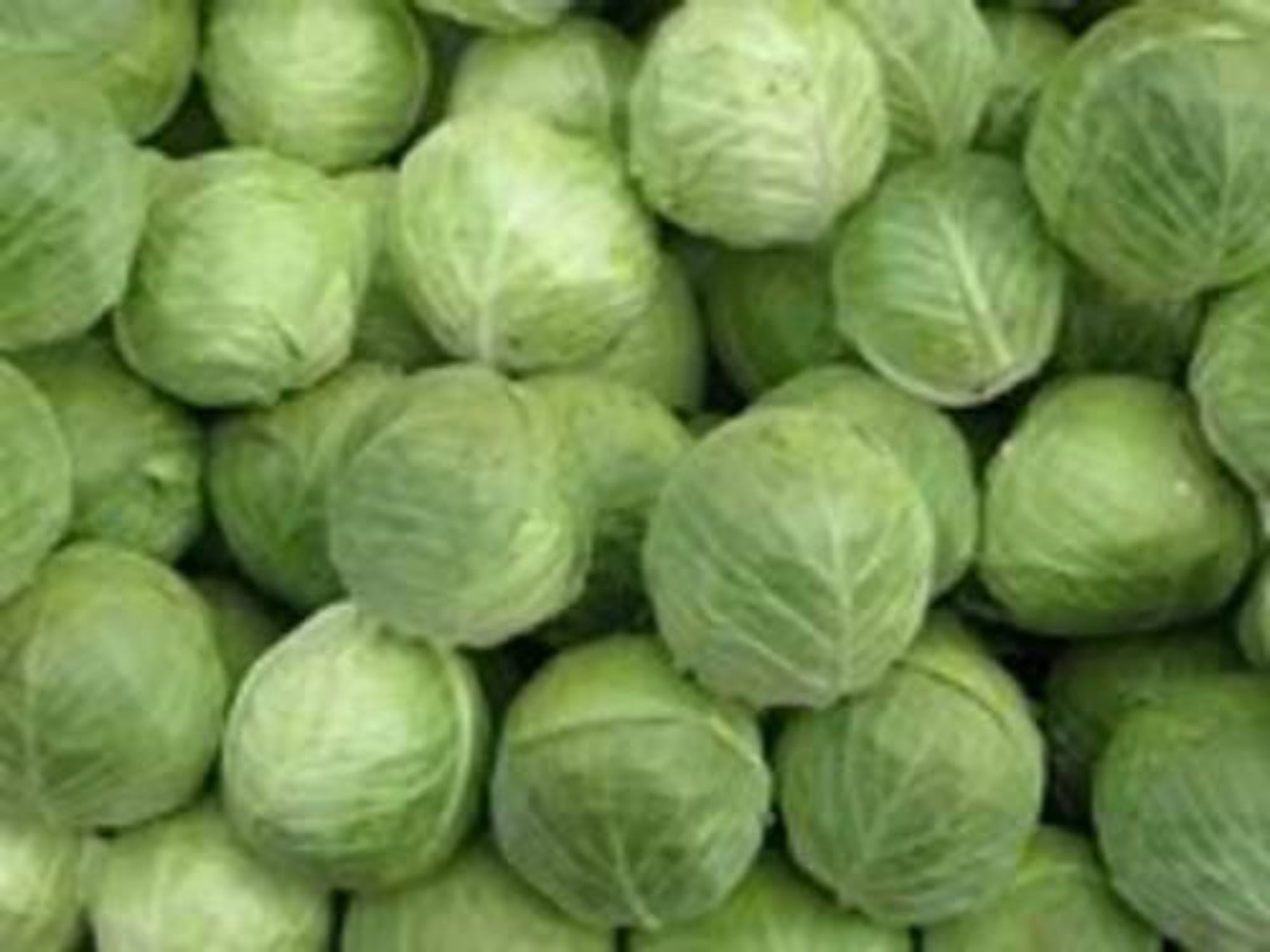 500 Seeds GOLDEN ACRE Early CABBAGE Brassica Oleracea Capitata ...