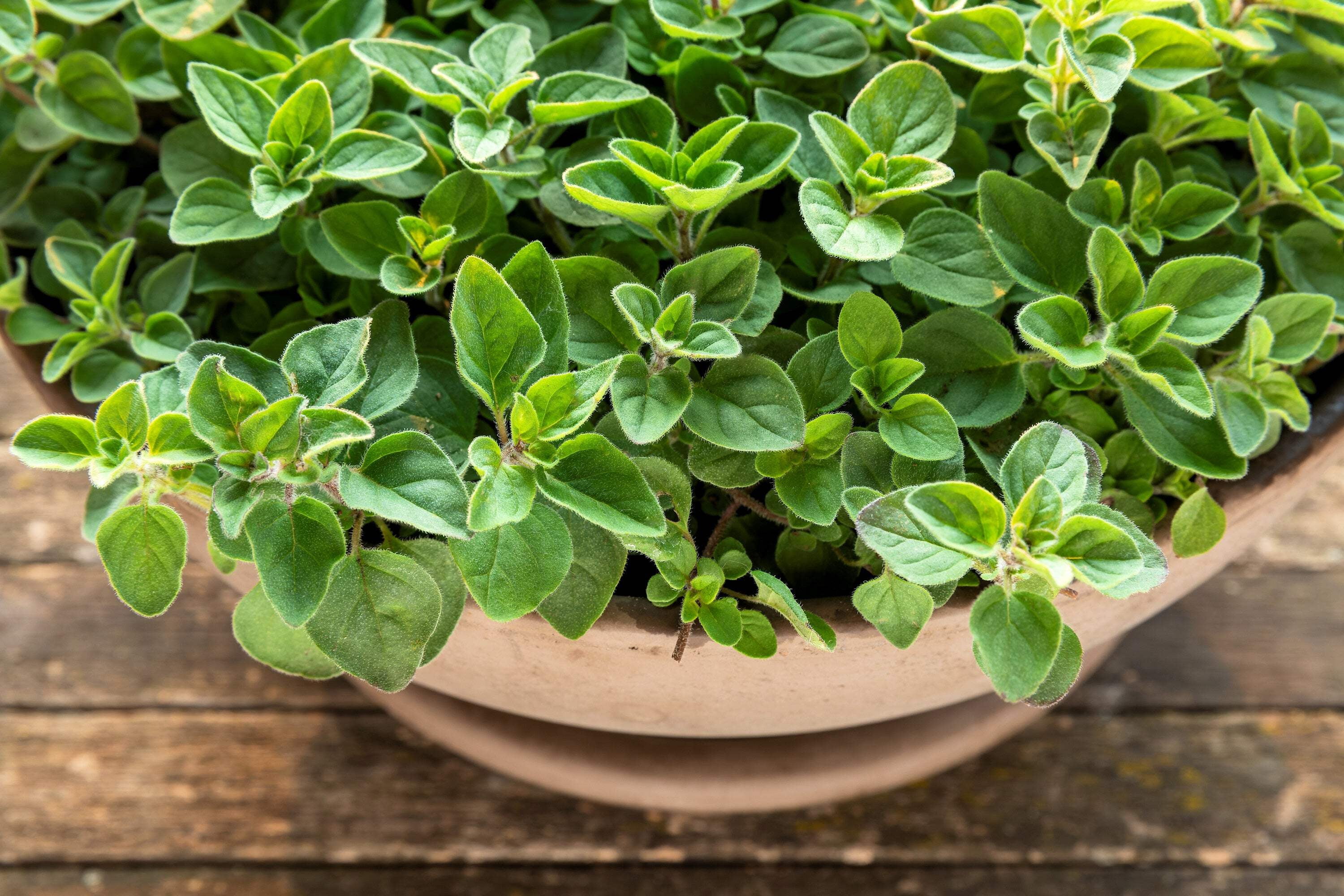 500 Seeds GREEK OREGANO Italian / Winter Marjoram Oreganum Vulgare ...