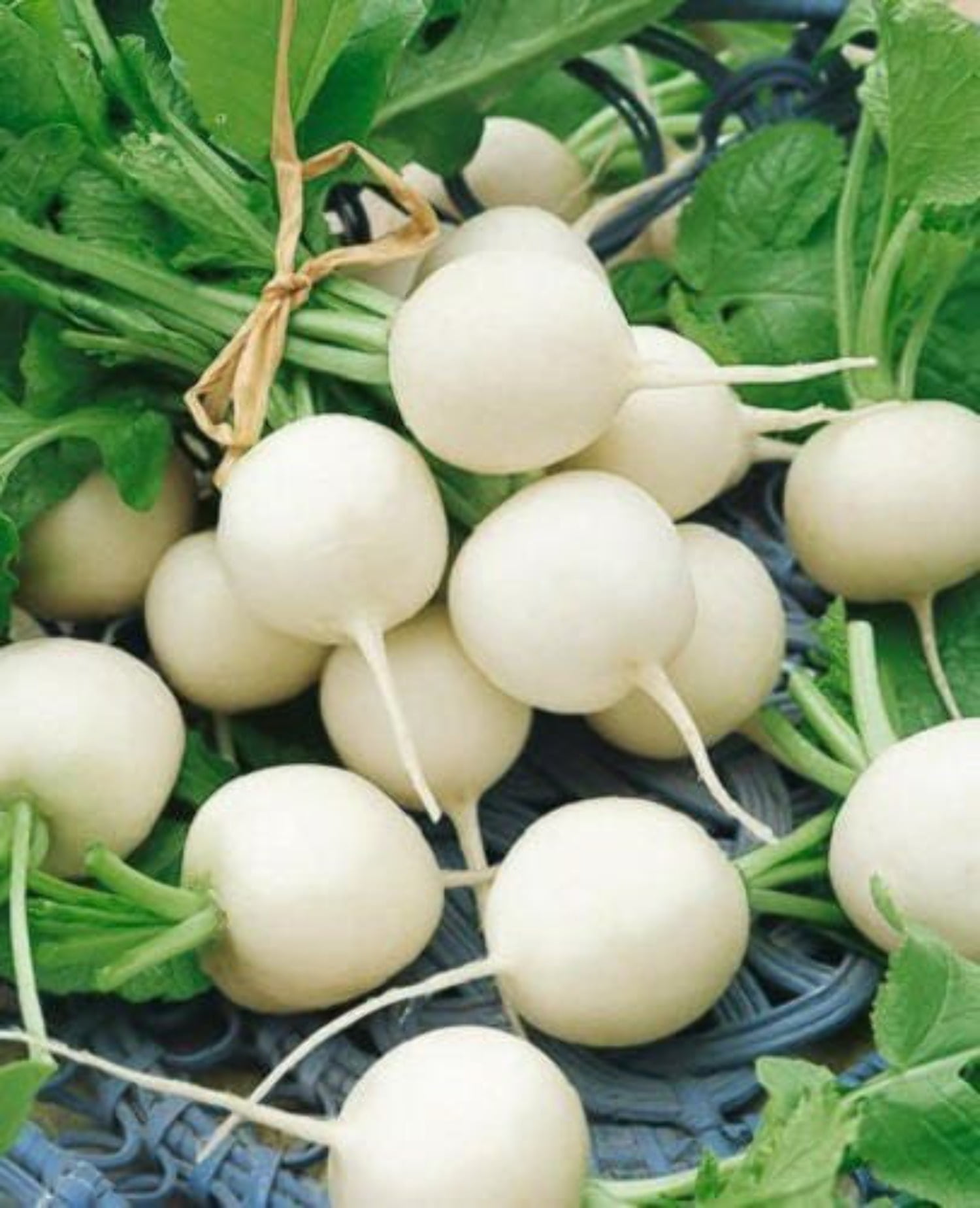 500 Seeds HAILSTONE WHITE GLOBE RADISH Raphanus Sativus Vegetable Seeds - Walmart.com