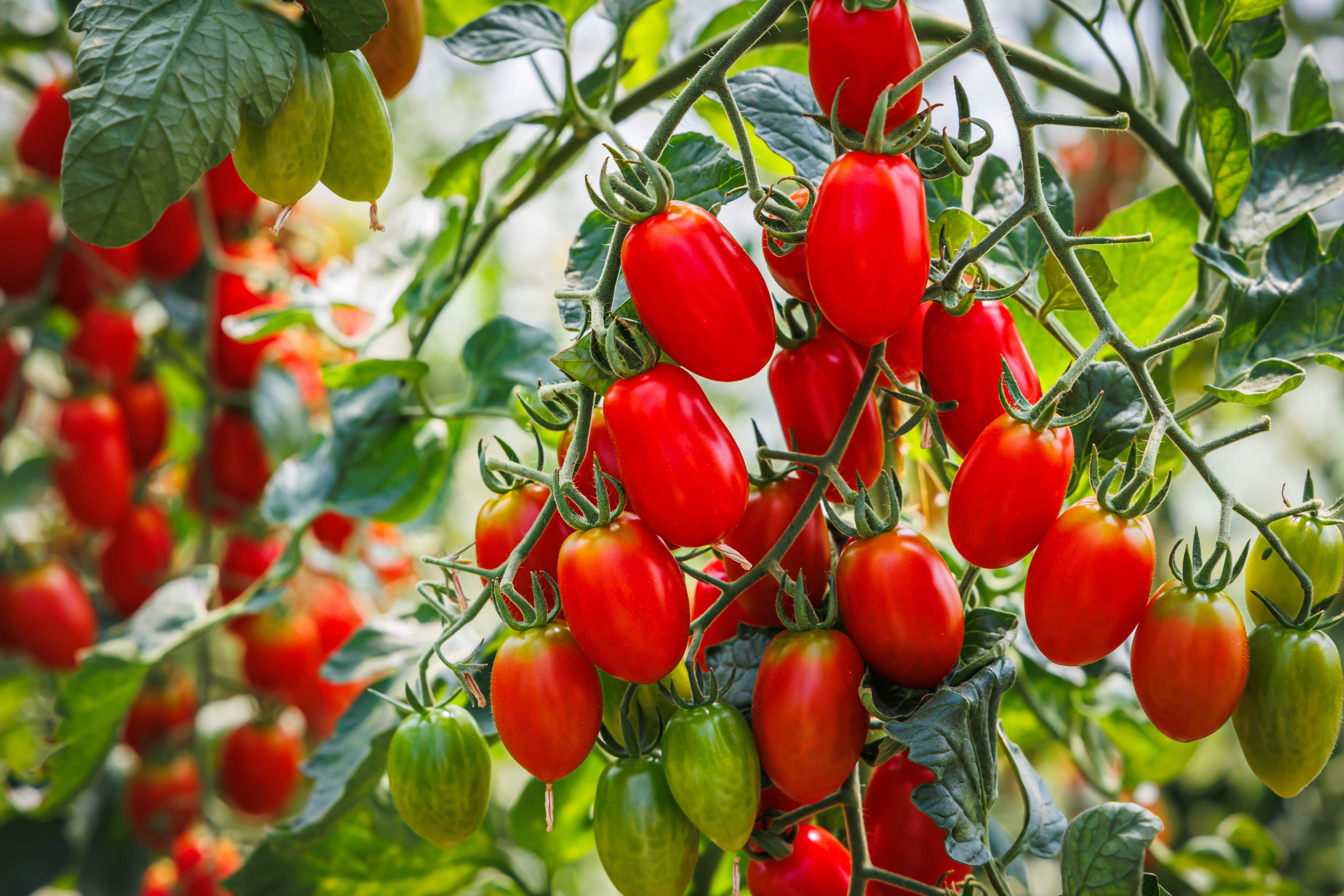 500 Seeds ITALIAN ROMA TOMATO Lycopersicon Lycopersicum Fruit Vegetable ...