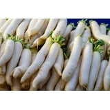 500 Seeds JAPANESE MINOWASE RADISH Huge Daikon White Raphanus Sativus ...