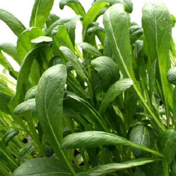 500 Seeds MIBUNA CABBAGE Mibu Greens Japanese Brassica Rapa Japonica Vegetable Seeds - Walmart ...