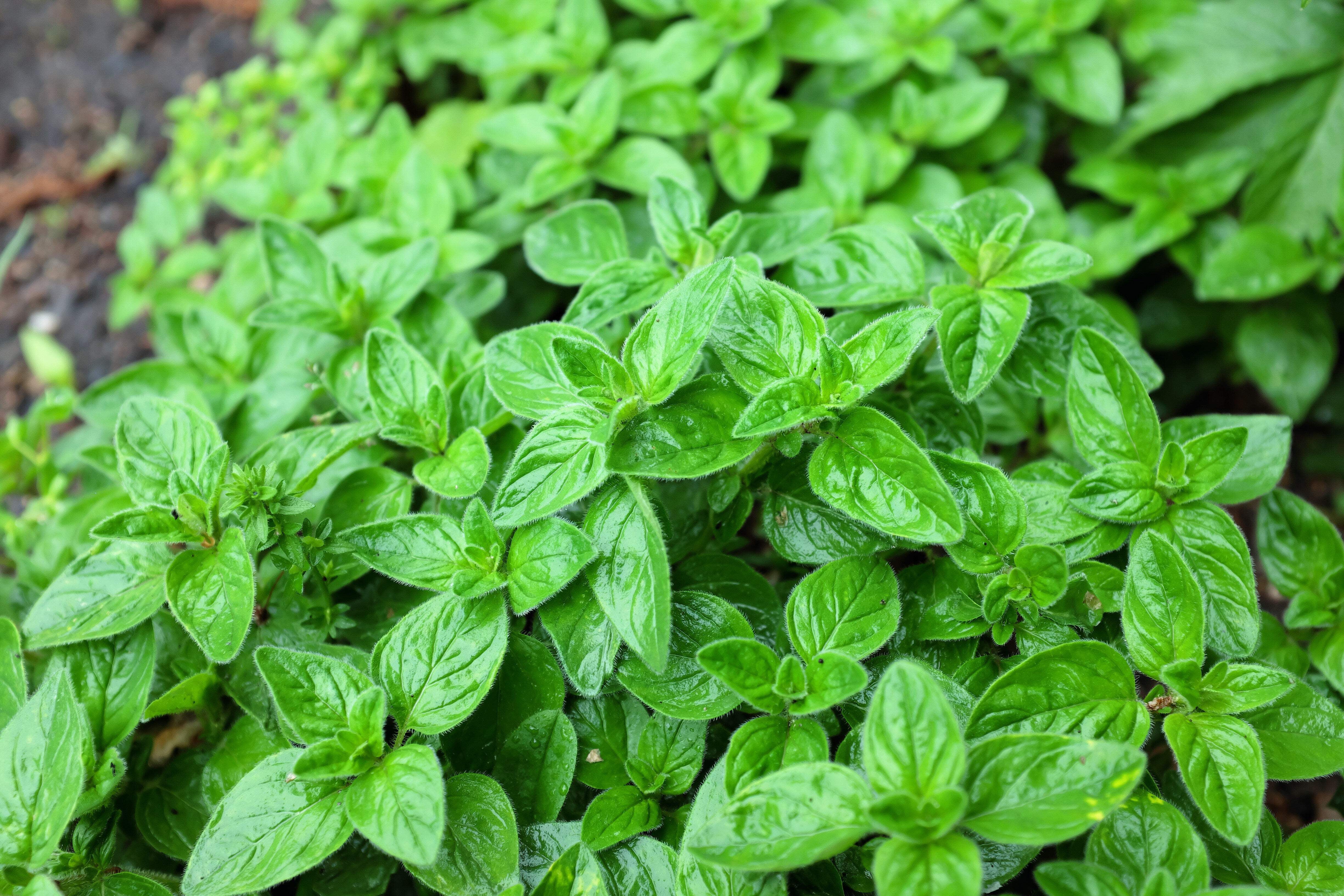 500 Seeds OREGANO Origanum Vulgare Herb Purple Butterfly Flower Seeds ...