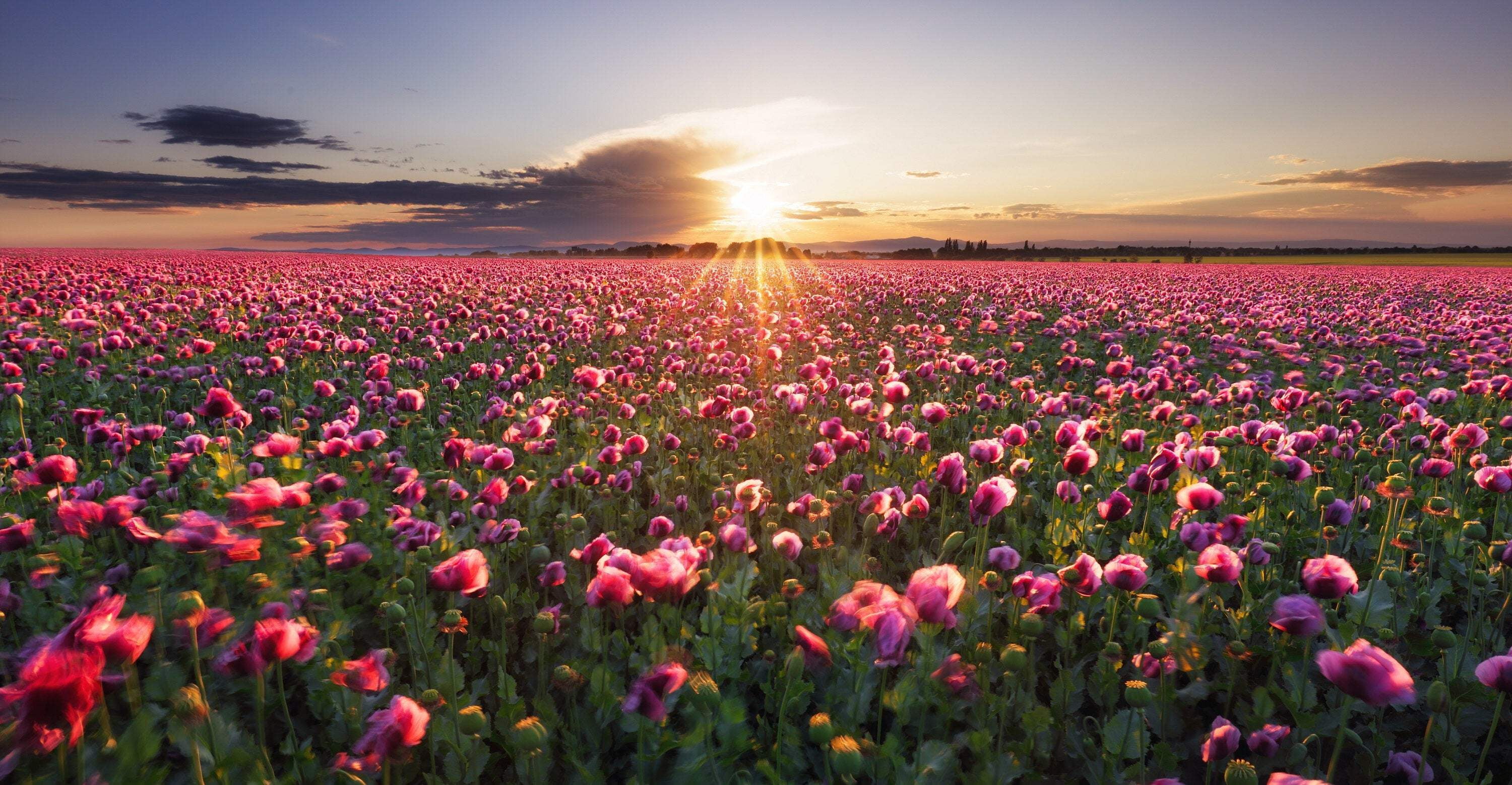 500 Seeds Organic TURKISH BLUE POPPY Heirloom Papaver Somniferum Purple ...