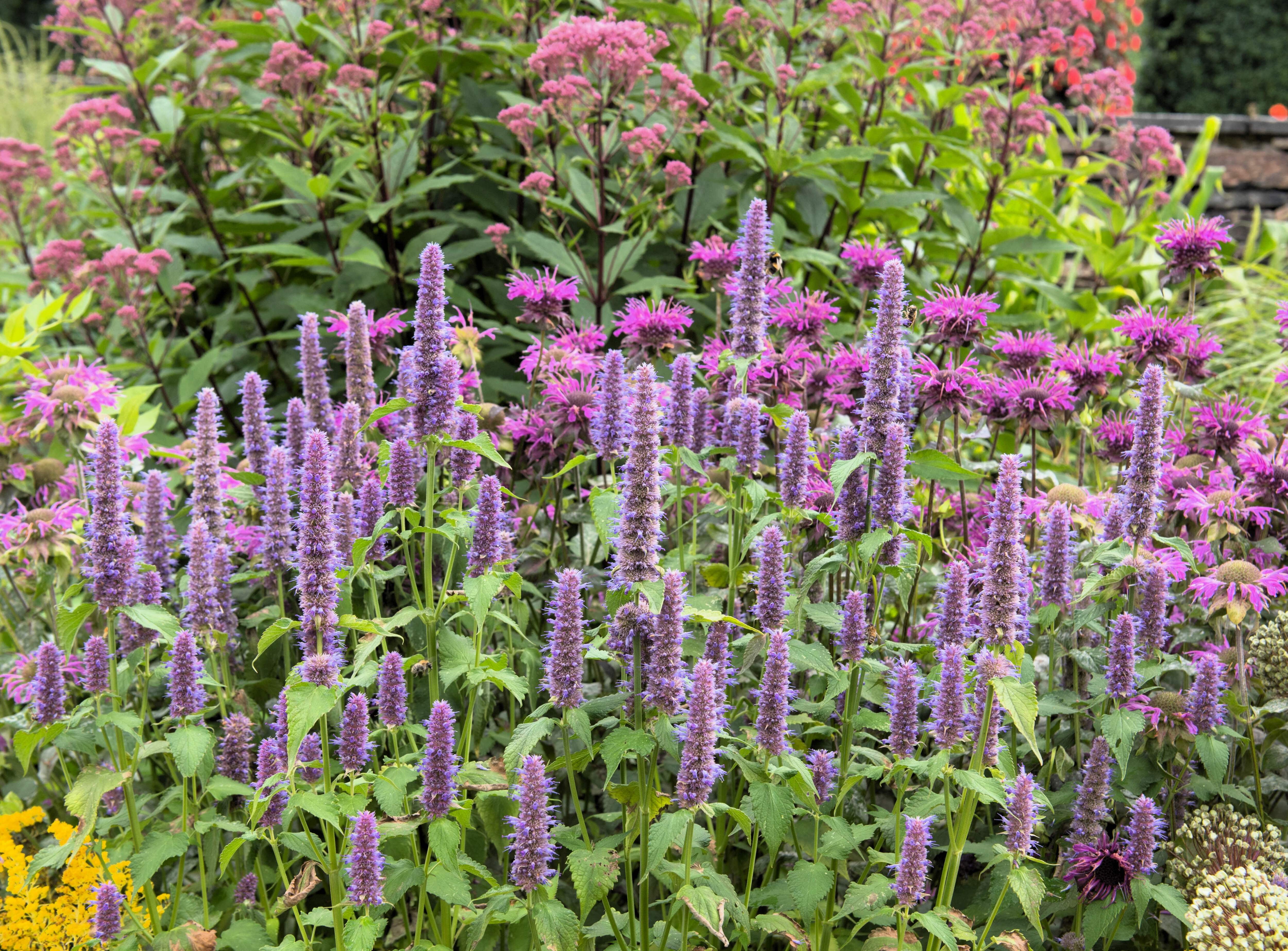 500 Seeds PURPLE ANISE HYSSOP Licorice Mint Agastache Foeniculum Herb ...