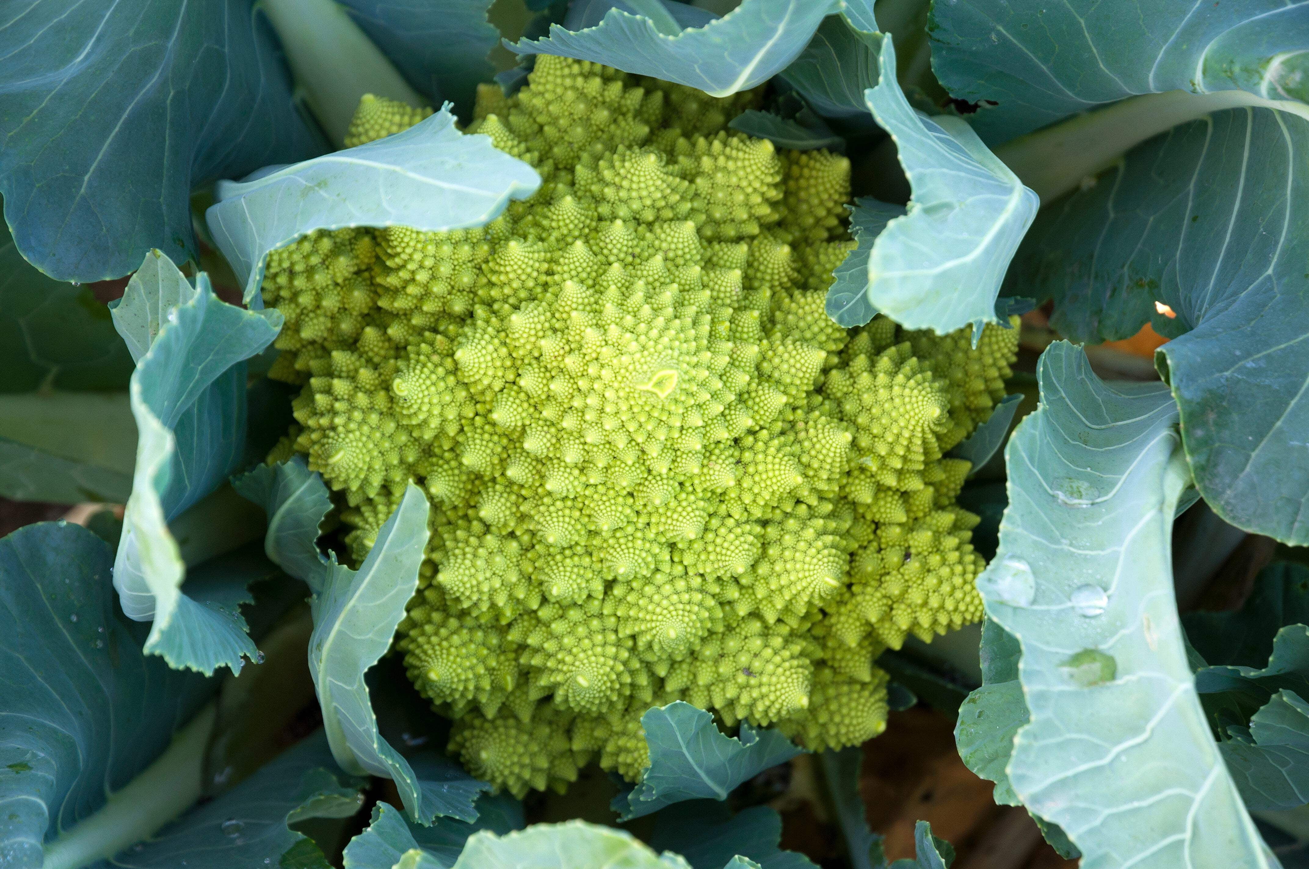 500 * Seeds ROMANESCO BROCCOLI Broccoflower Roman Cauliflower Pyramid ...