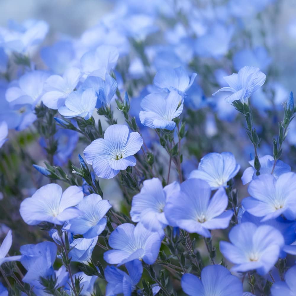 500+ Sky Blue Flax Flower Seeds - Easy to Grow Perennial Wildflower ...