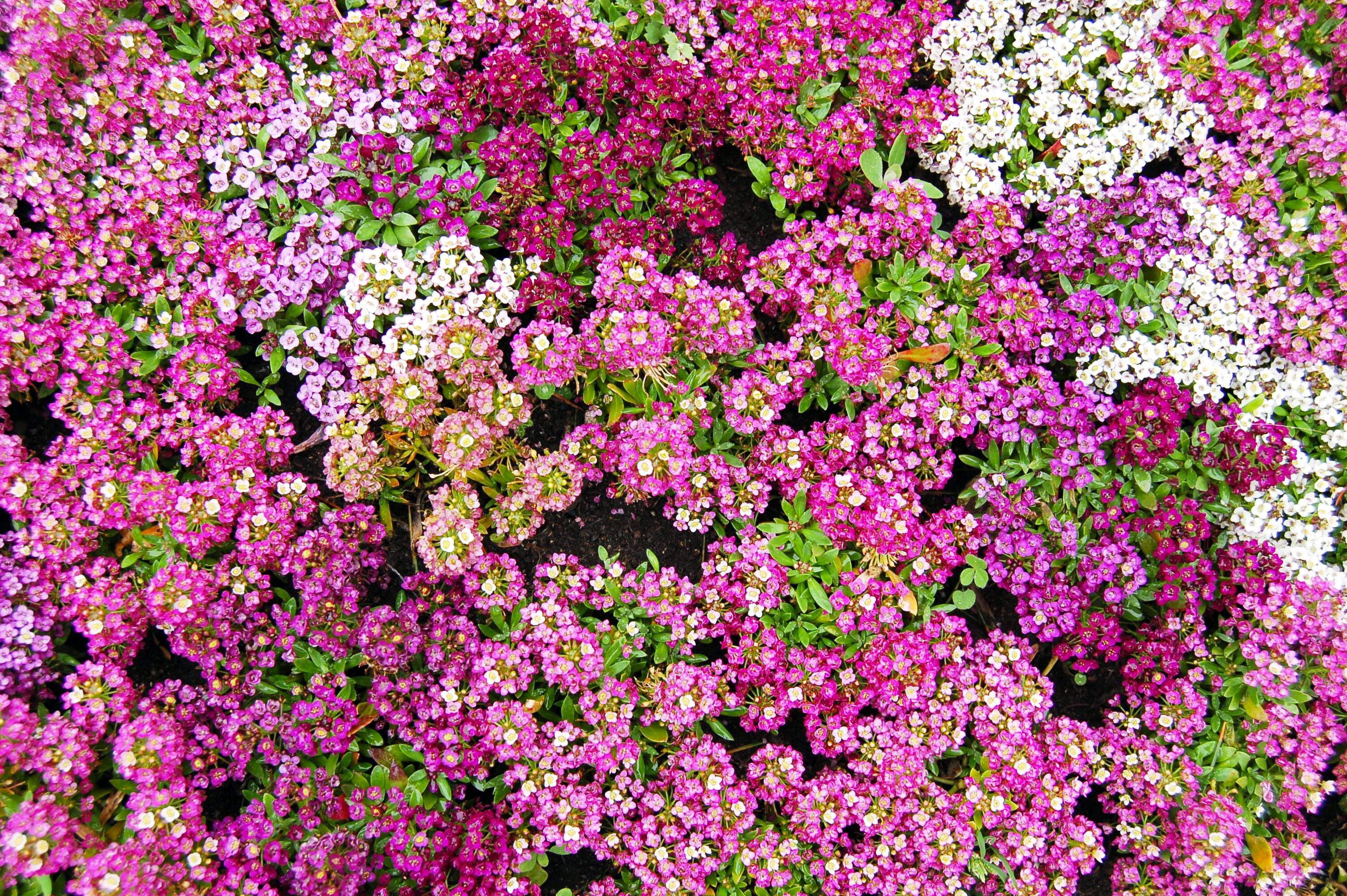 "Seedville USA, 500 Sweet Alyssum 'Pastel Carpet' Seeds, Mixed Pastel ...