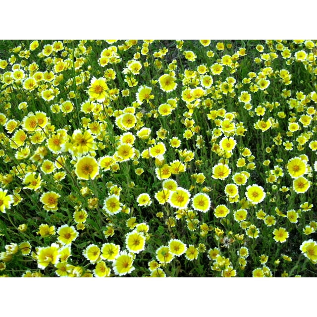 500 TIDY TIPS Layia Platyglossa Yellow & White Flower Seeds - Walmart.com