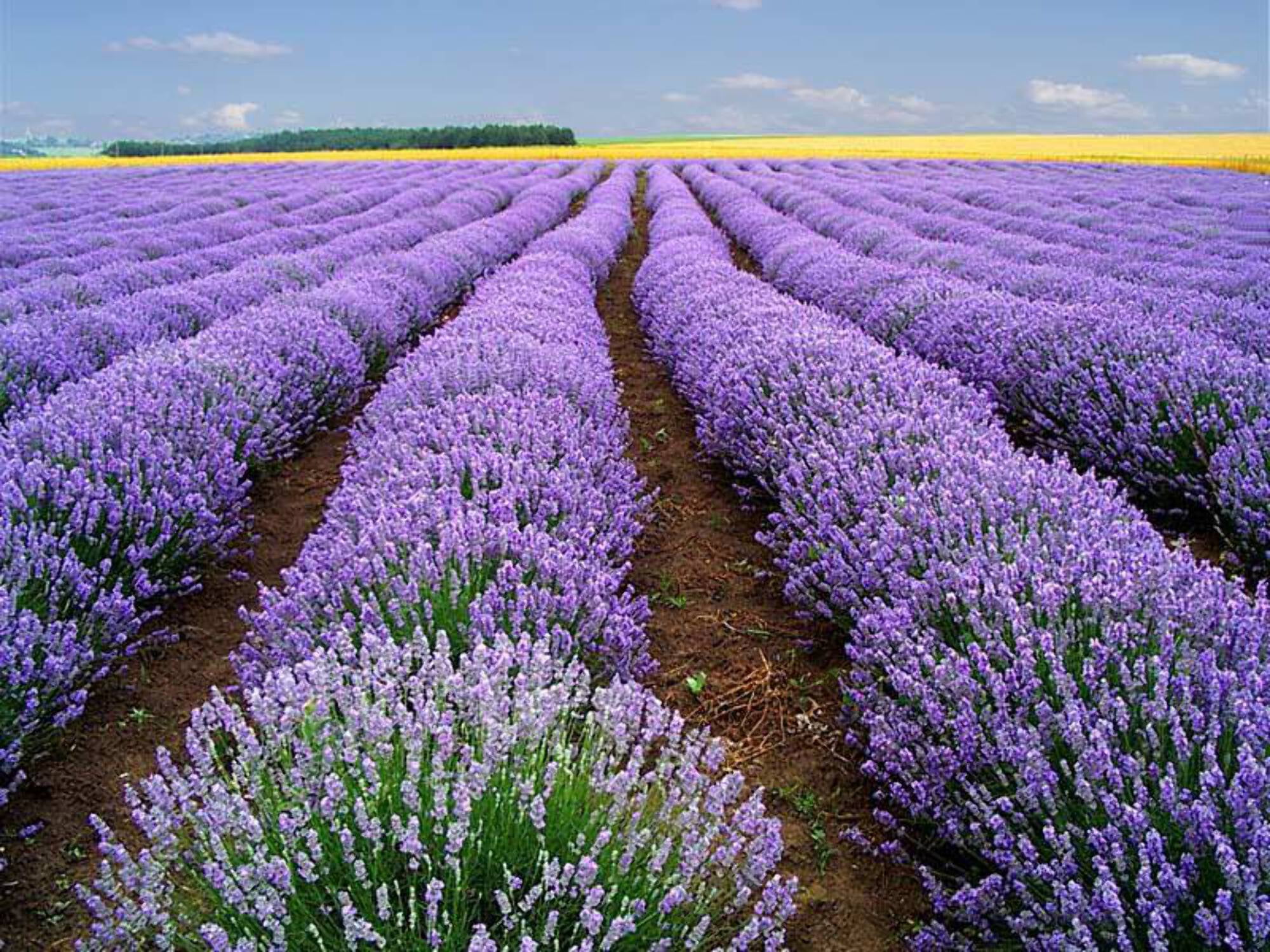 500 True ENGLISH LAVENDER VERA Lavandula Angustifolia Vera Herb Purple ...
