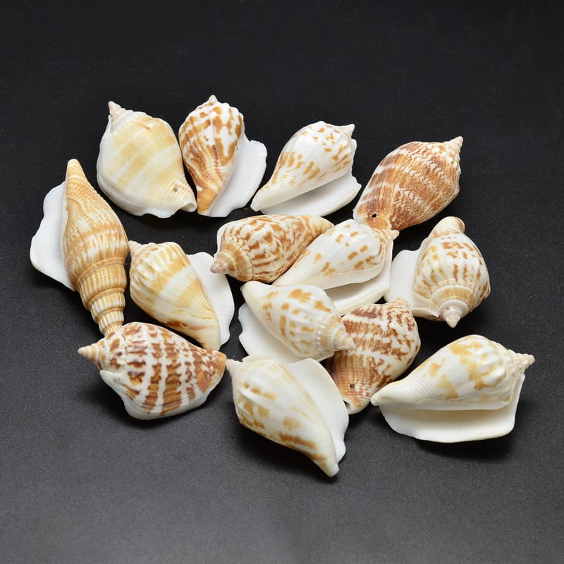 500 g Natural Conch Shell Beads Goldenrod 30~55x20~35mm Hole: 1~2mm 60 ...