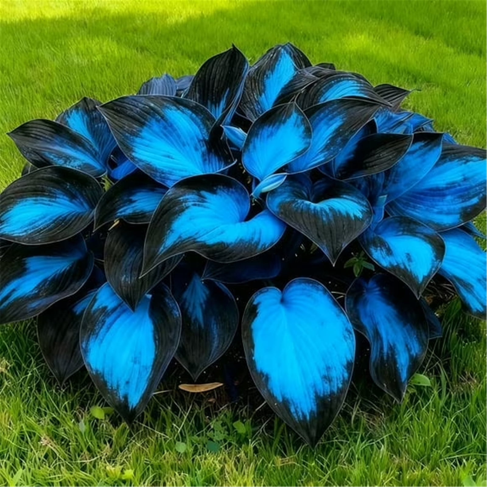 500 pcs Rainbow Colorful Midnight Blue Hostas For Planting Cultivation ...