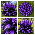 500 to 1,500pcs Perennial DyeColor Hostas for Planting-(Non-Artificial ...